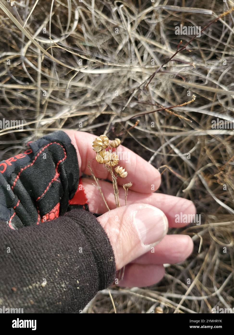 Lewis flax (Linum lewisii Stock Photo - Alamy