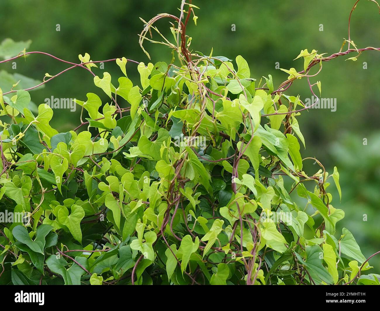 Chinese yam (Dioscorea polystachya Stock Photo - Alamy