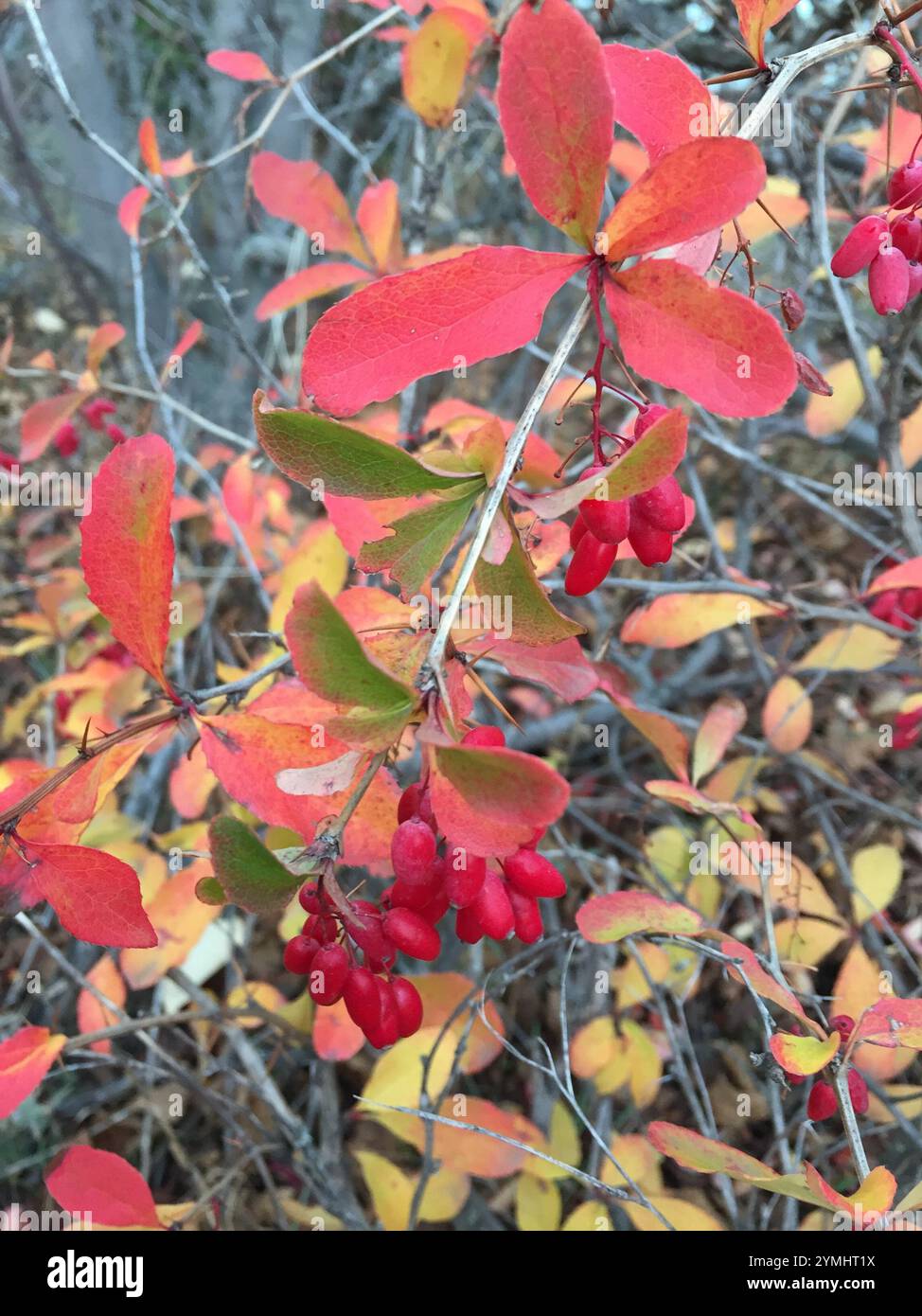 European barberry (Berberis vulgaris Stock Photo - Alamy