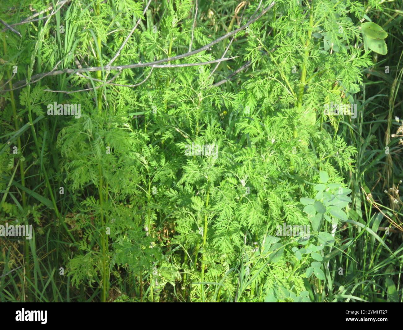 poison hemlock (Conium maculatum Stock Photo - Alamy