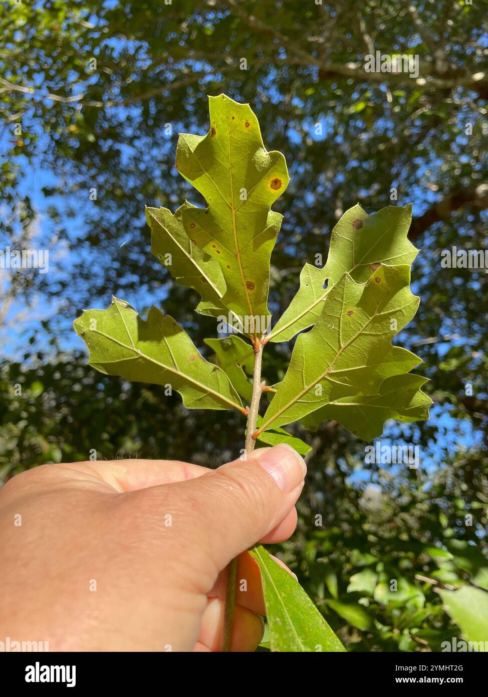 water oak (Quercus nigra Stock Photo - Alamy