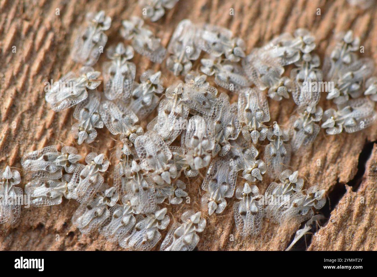 Eastern Sycamore Lace Bug (Corythucha ciliata Stock Photo - Alamy