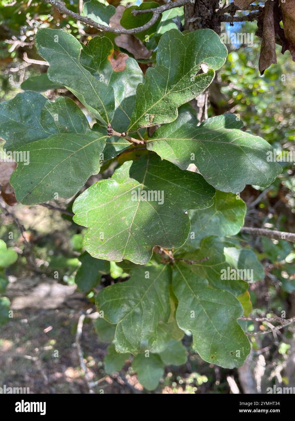 White Shin Oak (Quercus sinuata breviloba Stock Photo - Alamy