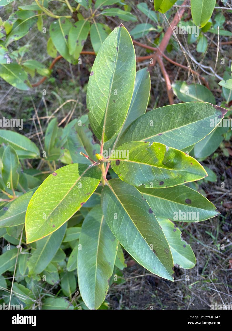 Pacific madrone (Arbutus menziesii Stock Photo - Alamy