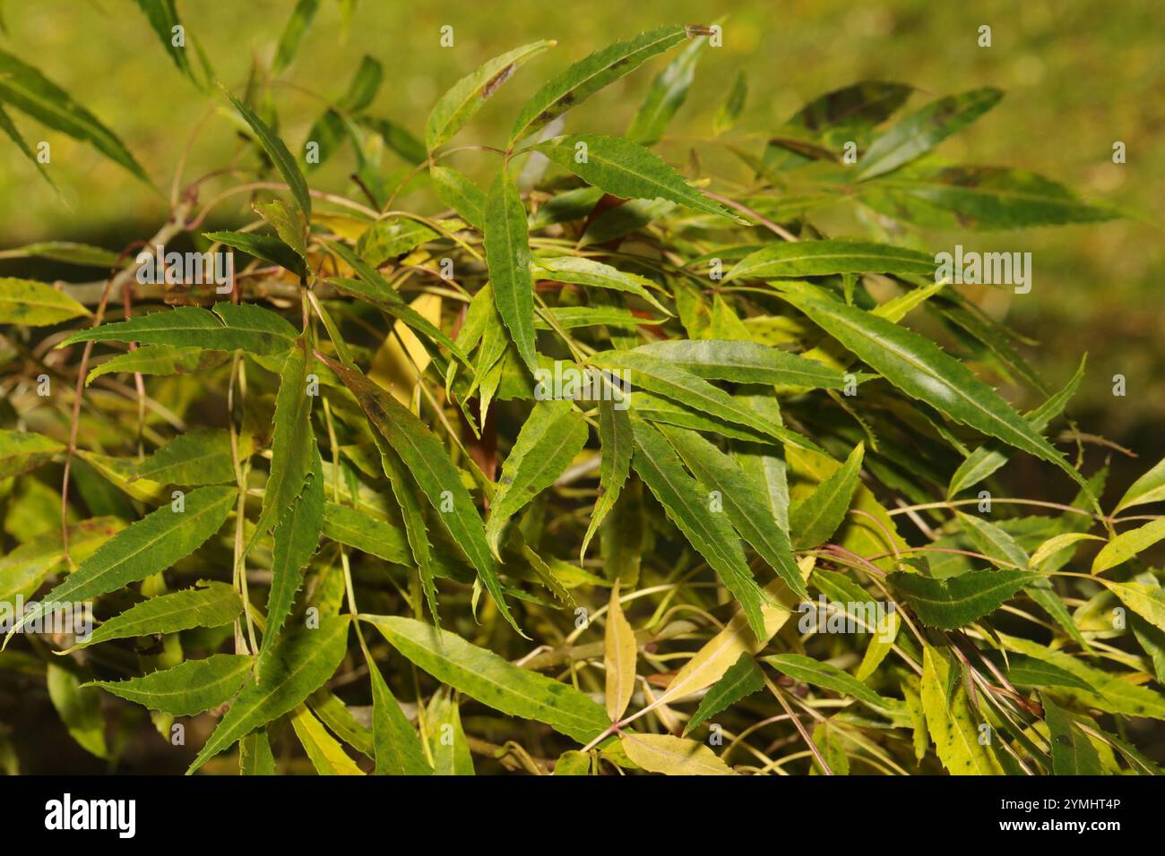 Narrow-leaved Ash (Fraxinus angustifolia Stock Photo - Alamy