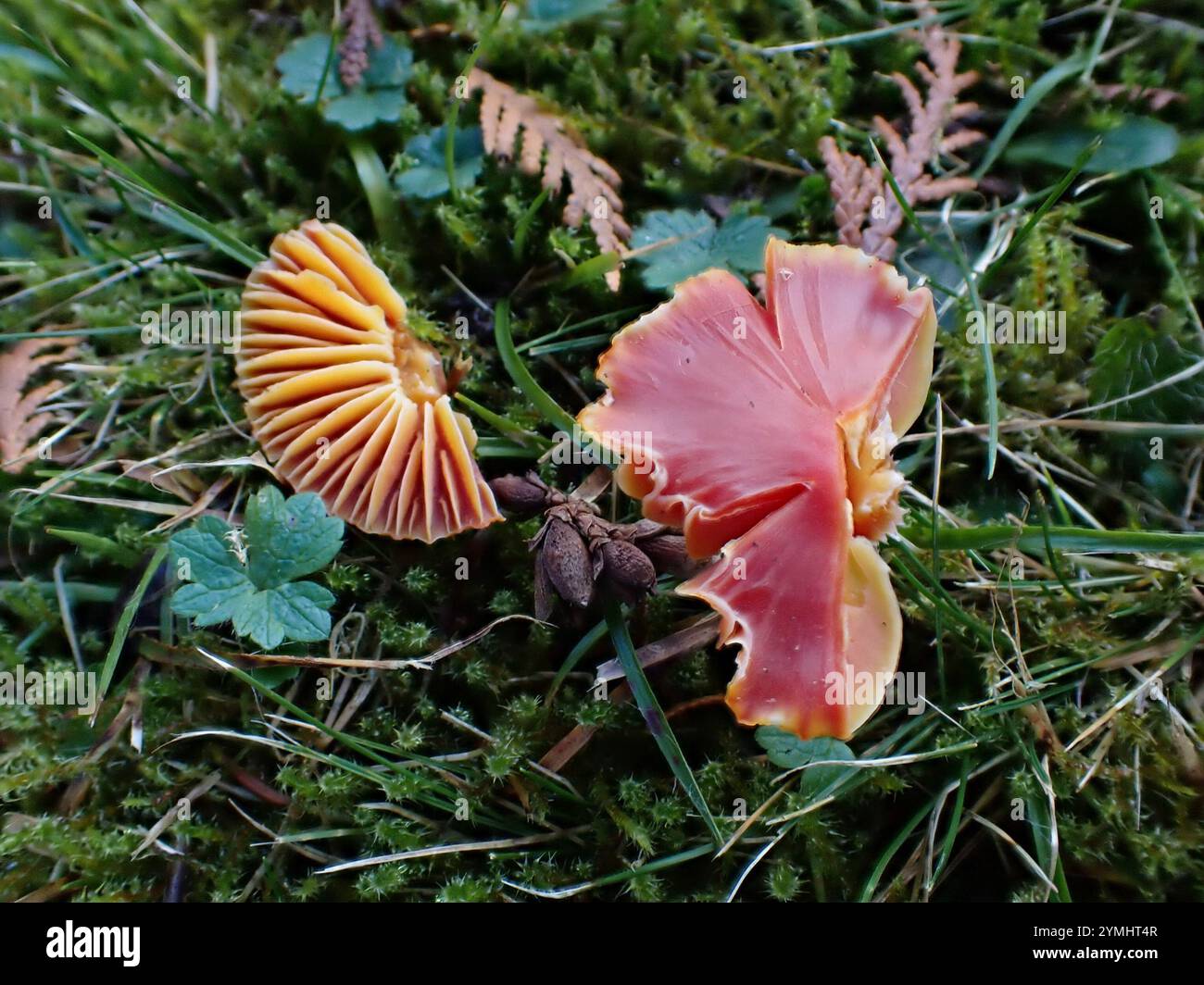 Scarlet Waxy Cap (Hygrocybe coccinea Stock Photo - Alamy