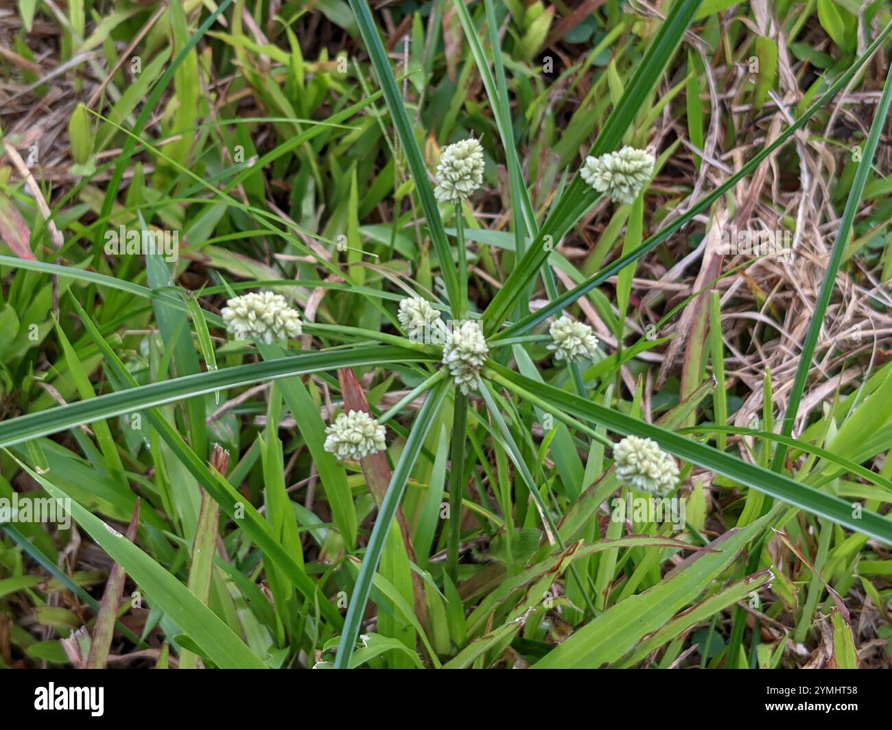 Rush-like Flatsedge (Cyperus luzulae Stock Photo - Alamy
