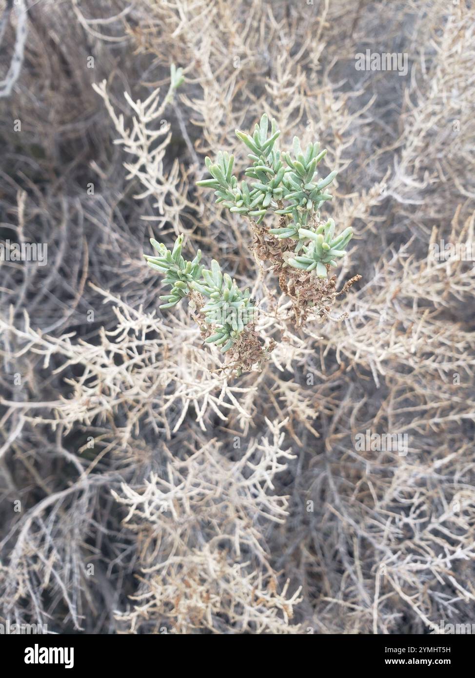 Sarcobatus vermiculatus hi-res stock photography and images - Alamy