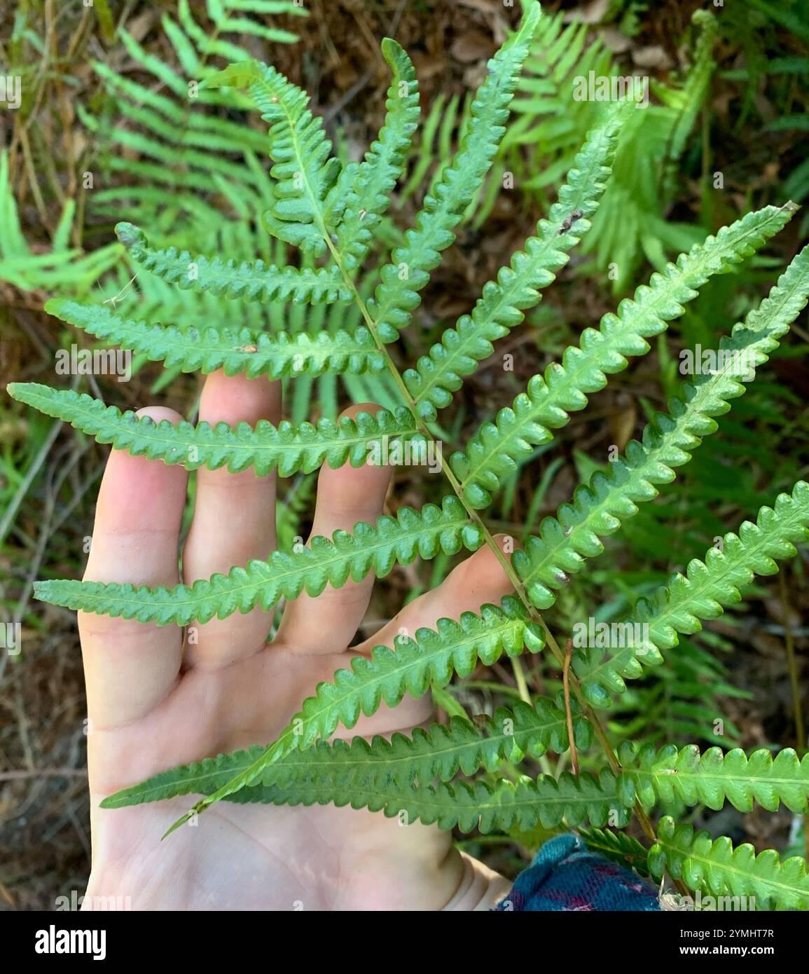 Swamp Shield-fern (Cyclosorus interruptus Stock Photo - Alamy