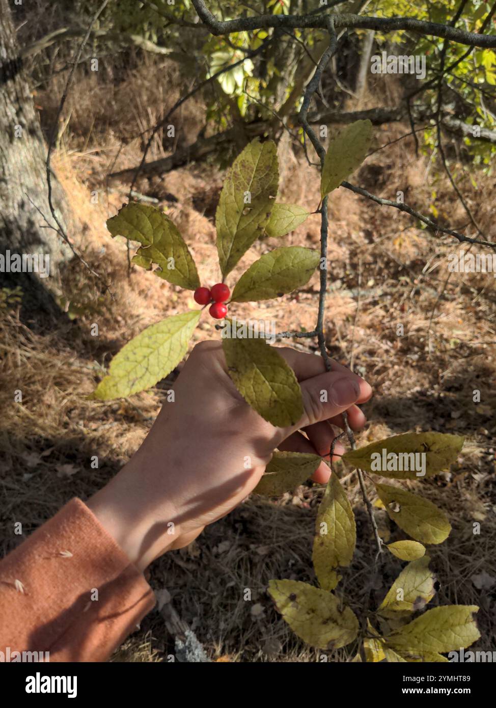 winterberry holly (Ilex verticillata Stock Photo - Alamy