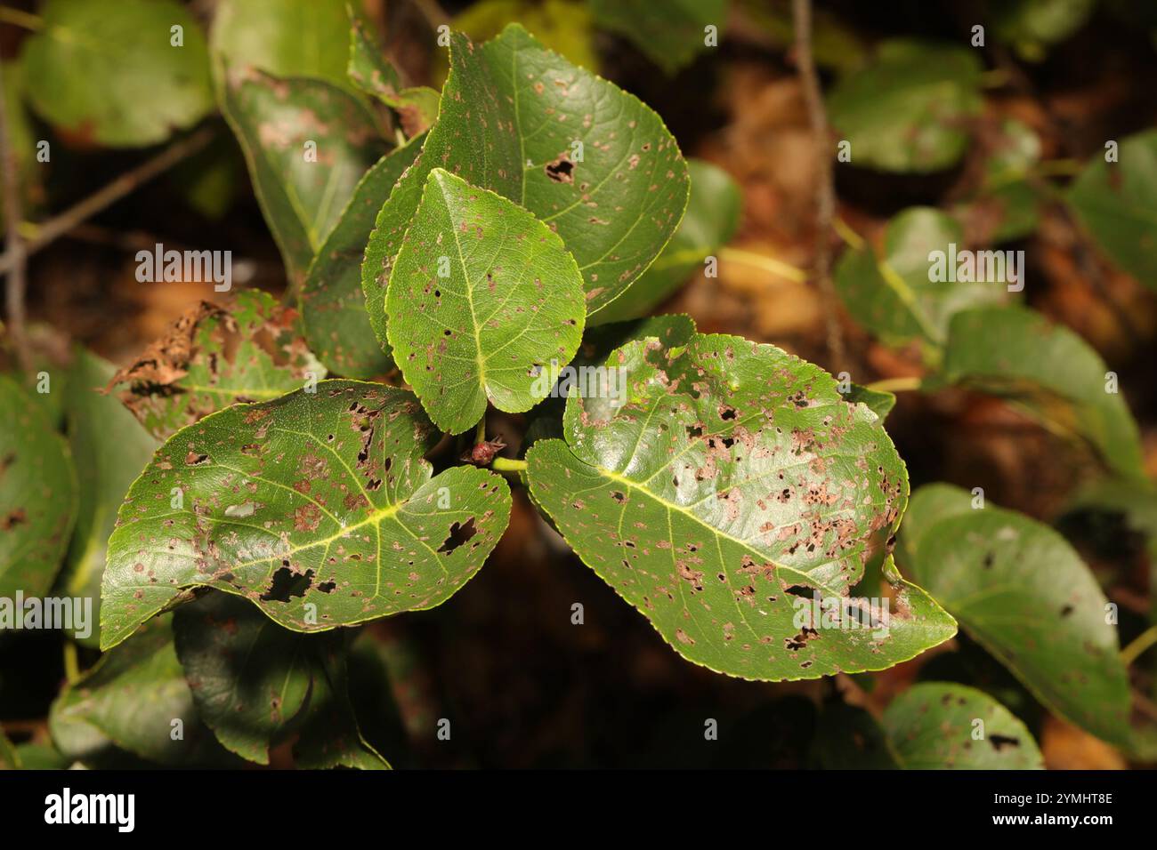 Italian alder (Alnus cordata Stock Photo - Alamy