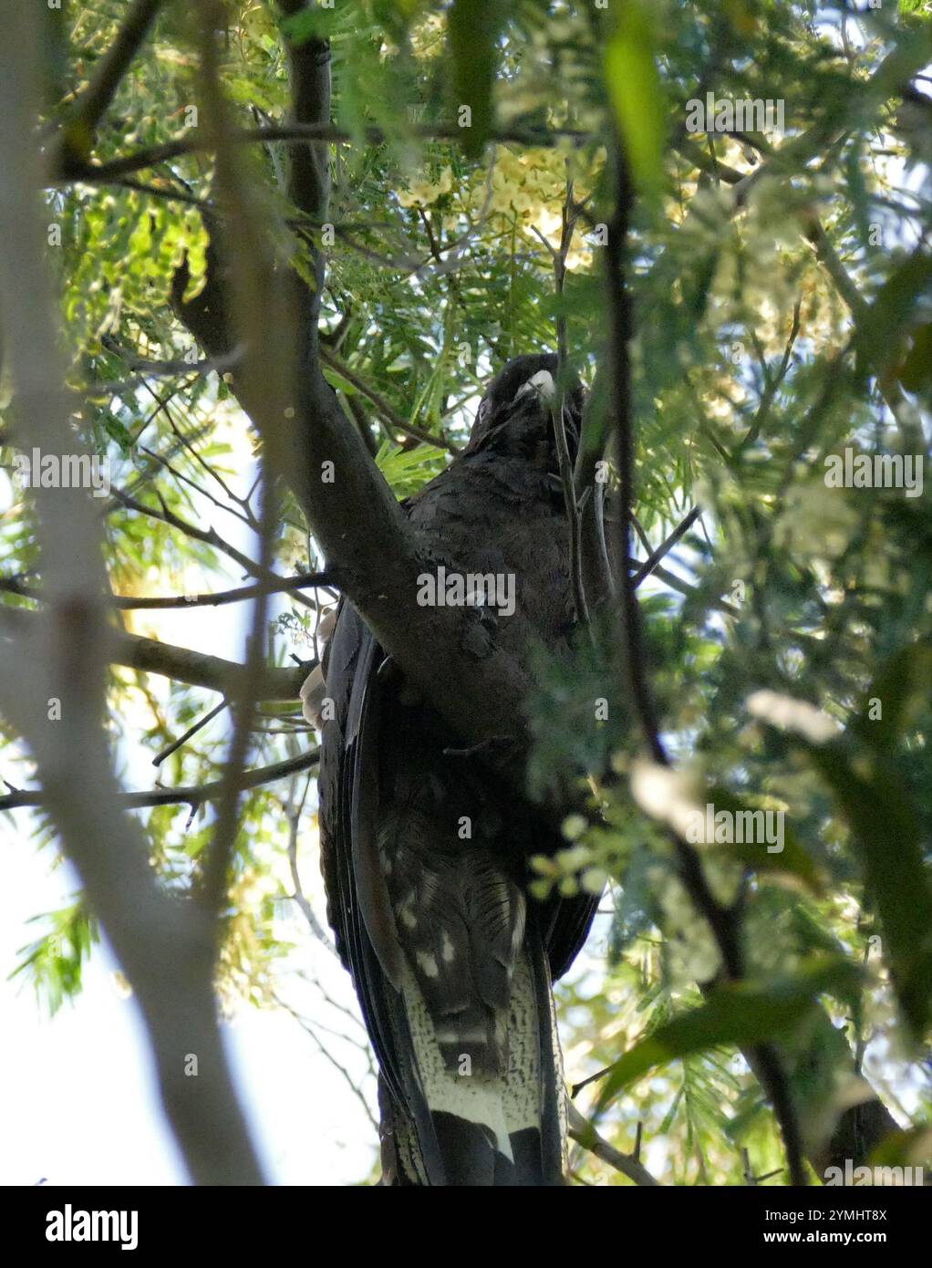 Yellow-tailed Black Cockatoo (Zanda funerea Stock Photo - Alamy