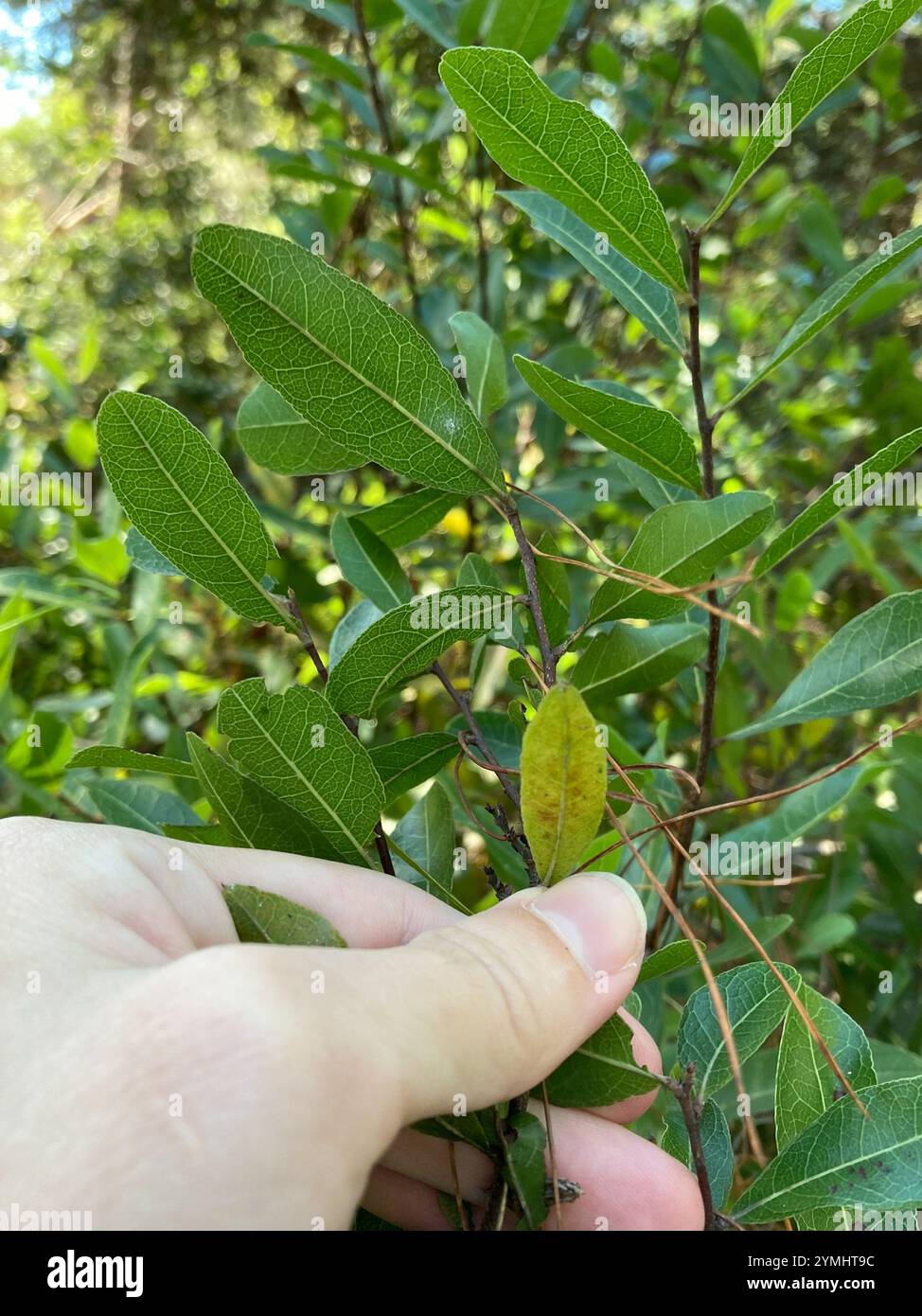 Gopher apple (Geobalanus oblongifolius Stock Photo - Alamy