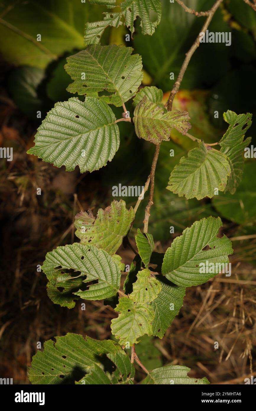 grey alder (Alnus incana Stock Photo - Alamy
