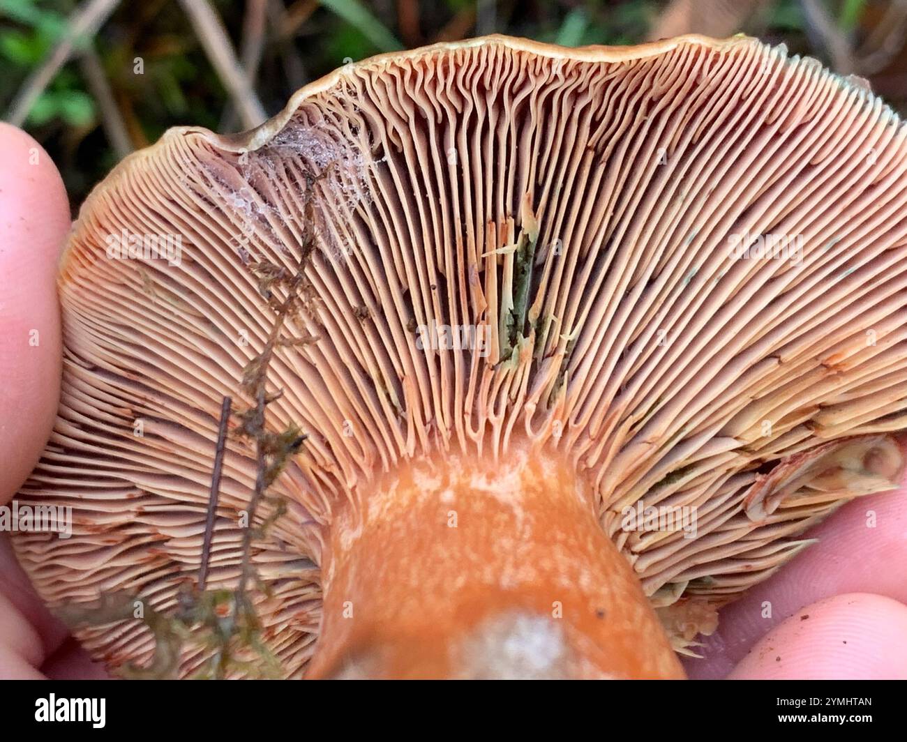 Red-bleeding Milk Cap (Lactarius rubrilacteus Stock Photo - Alamy
