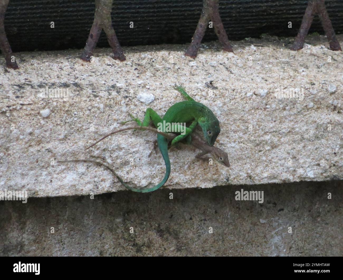 Anolis marmoratus hi-res stock photography and images - Alamy