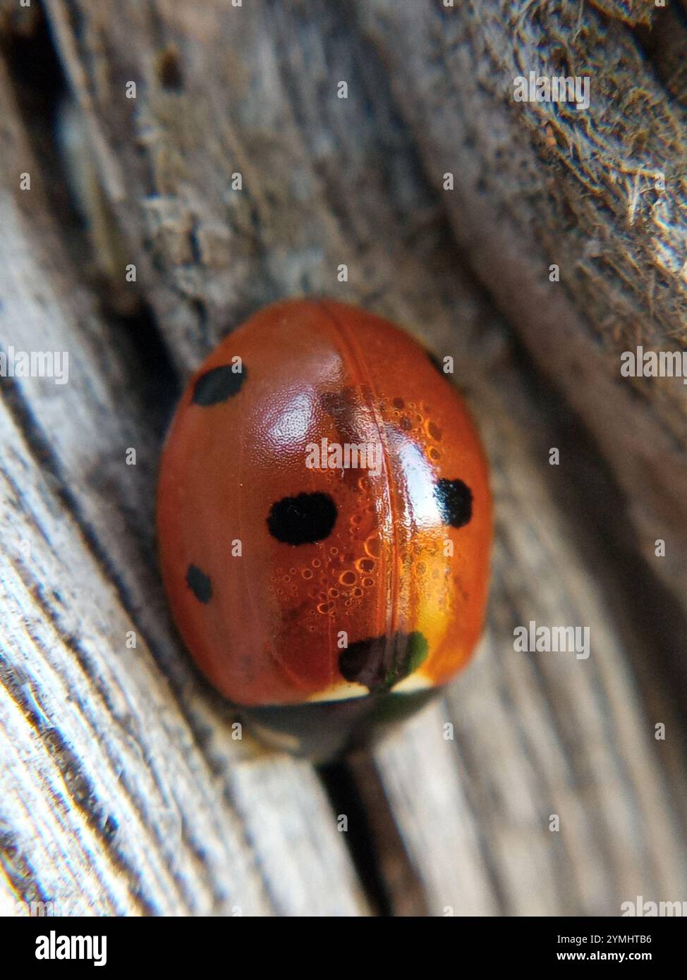 Seven-spotted Lady Beetle (Coccinella septempunctata Stock Photo - Alamy