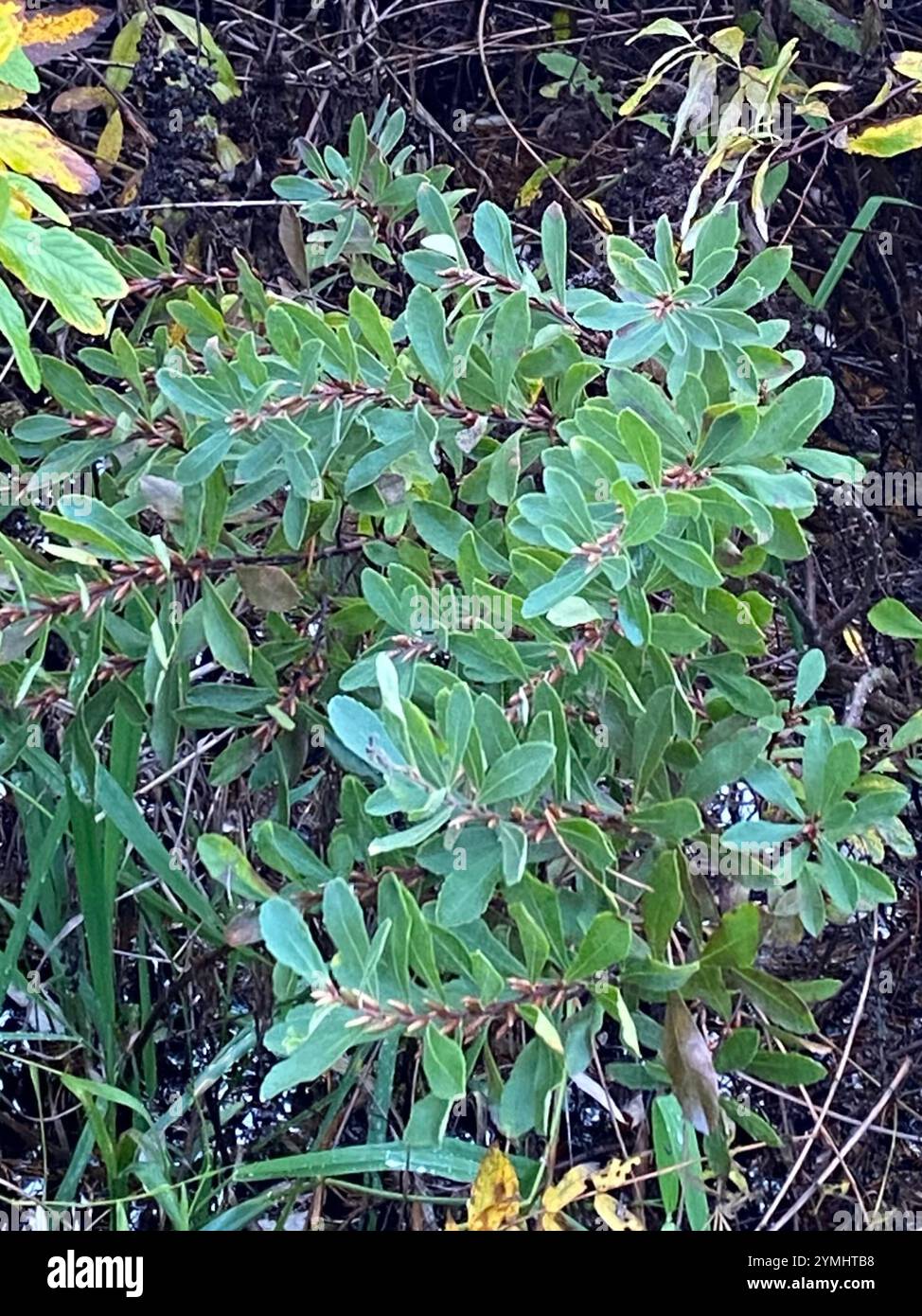 bog myrtle (Myrica gale Stock Photo - Alamy