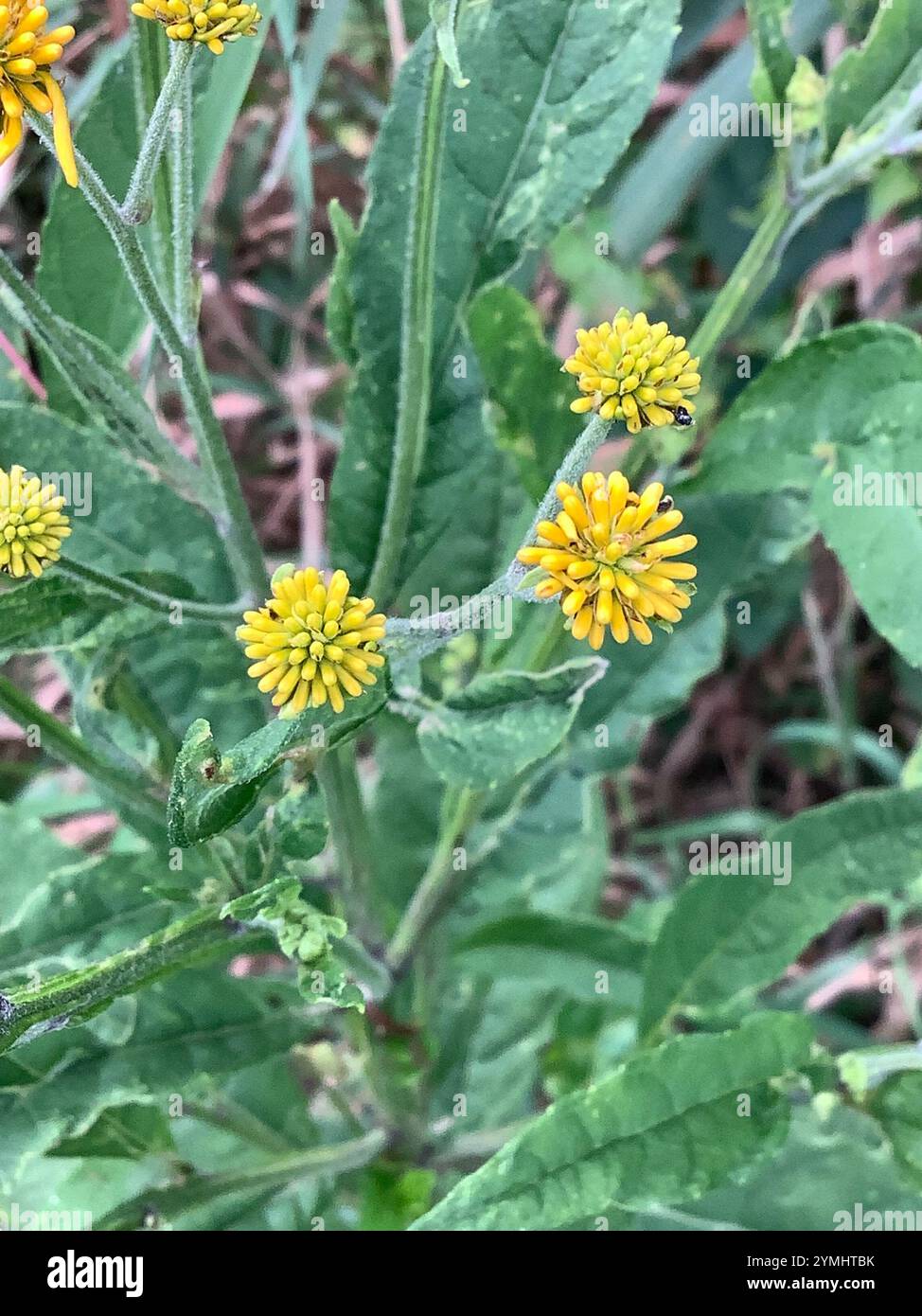 Wingstem (Verbesina alternifolia Stock Photo - Alamy