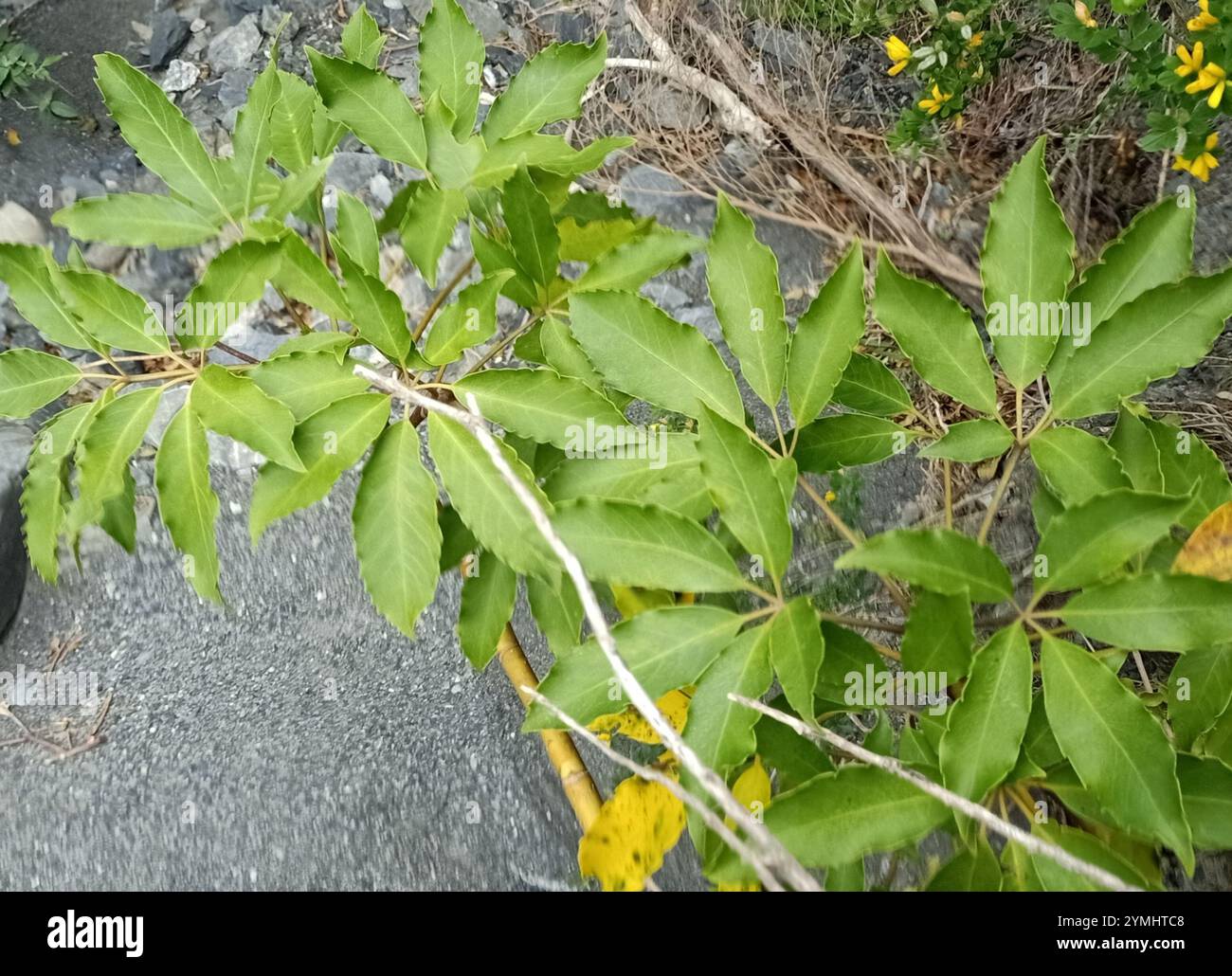 five finger (Pseudopanax arboreus Stock Photo - Alamy