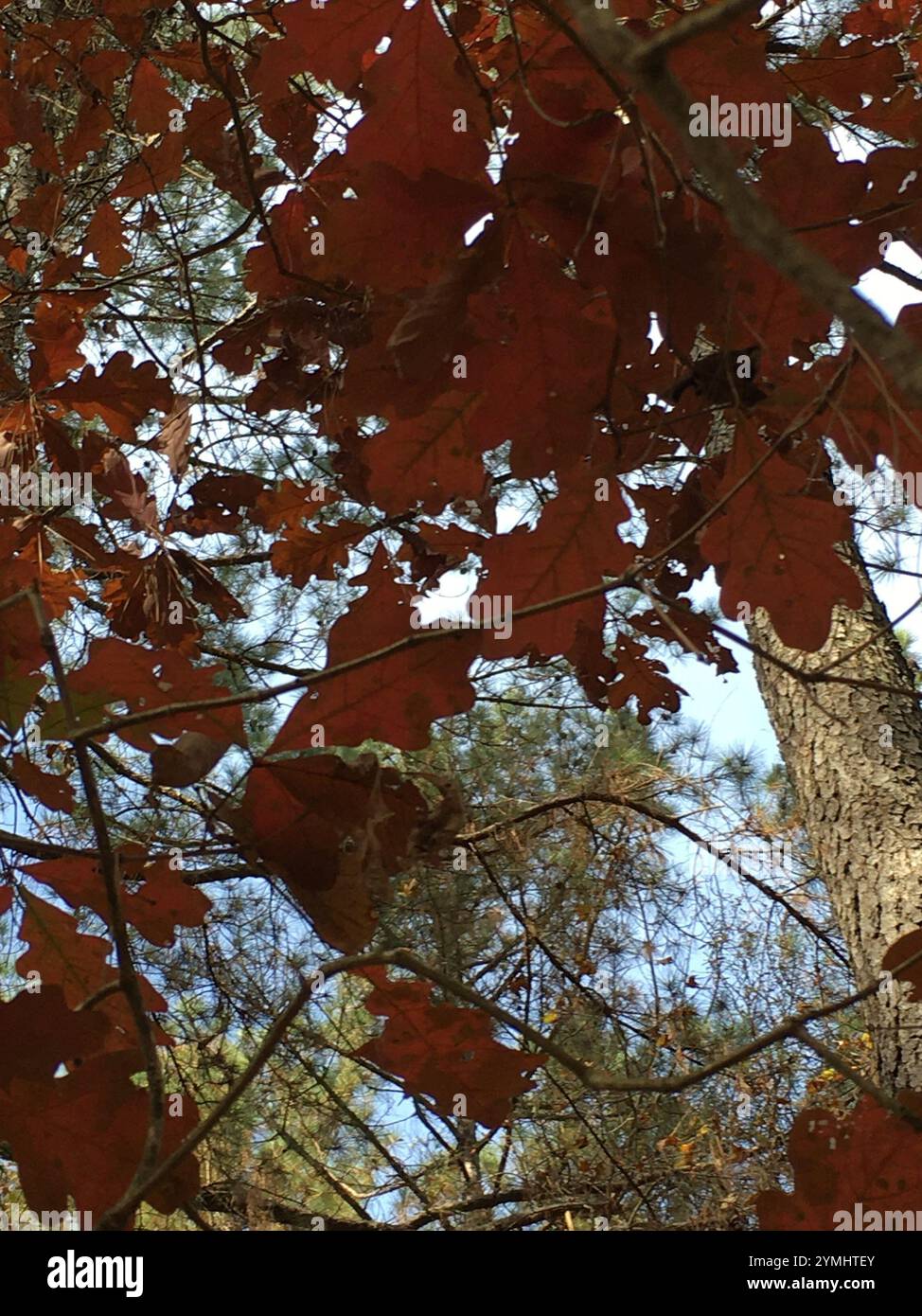white oak (Quercus alba Stock Photo - Alamy