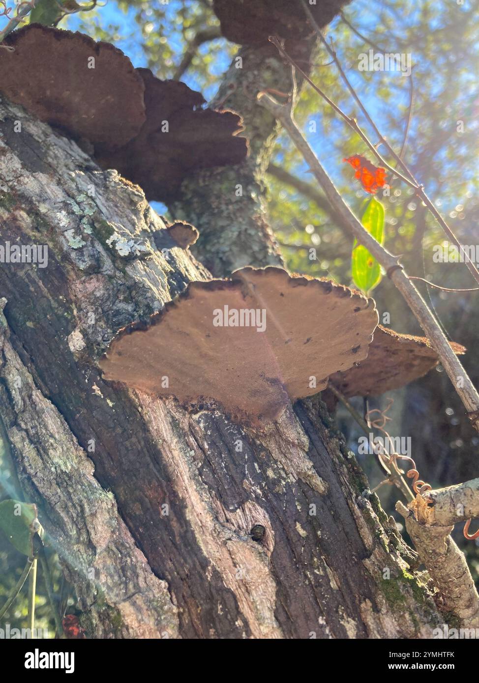 Hairy Hexagonia (Hexagonia hydnoides Stock Photo - Alamy