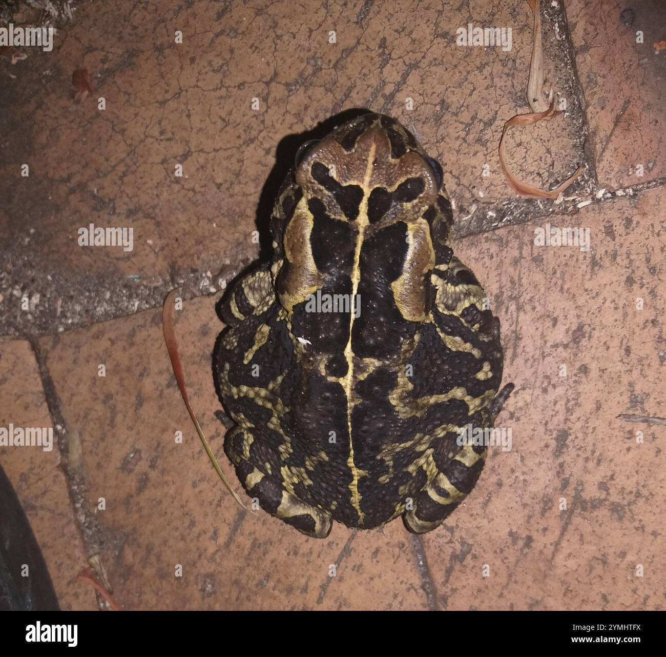 Western Leopard Toad (Sclerophrys pantherina Stock Photo - Alamy