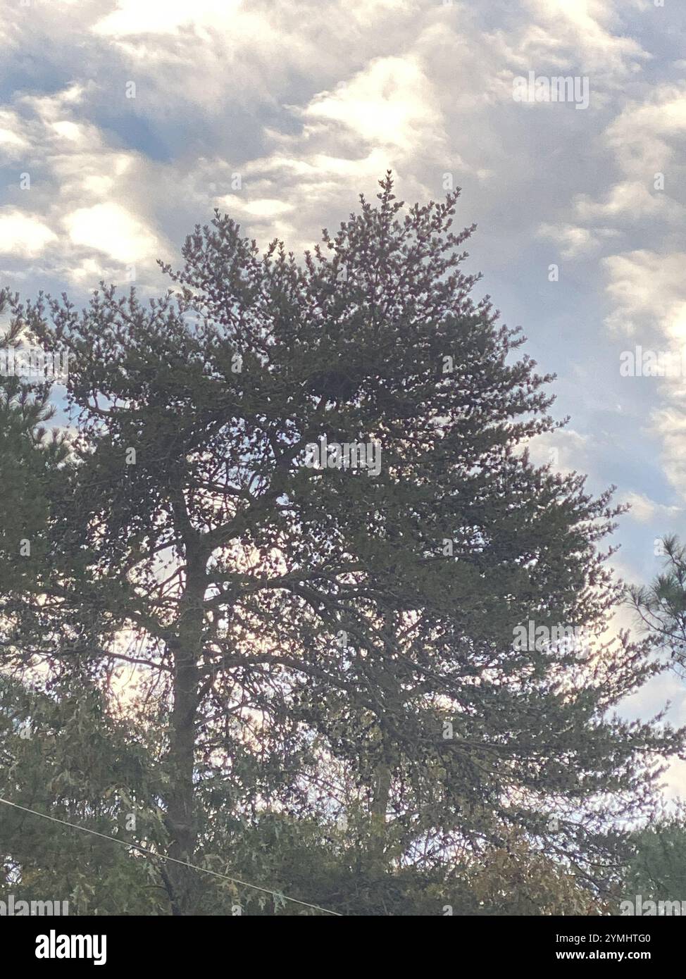 Virginia pine (Pinus virginiana Stock Photo - Alamy