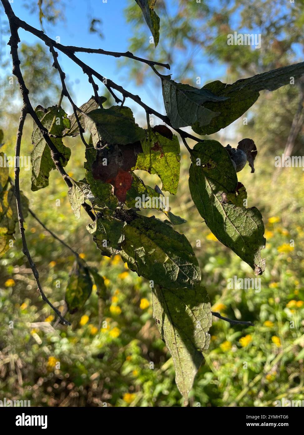 sugar hackberry (Celtis laevigata Stock Photo - Alamy