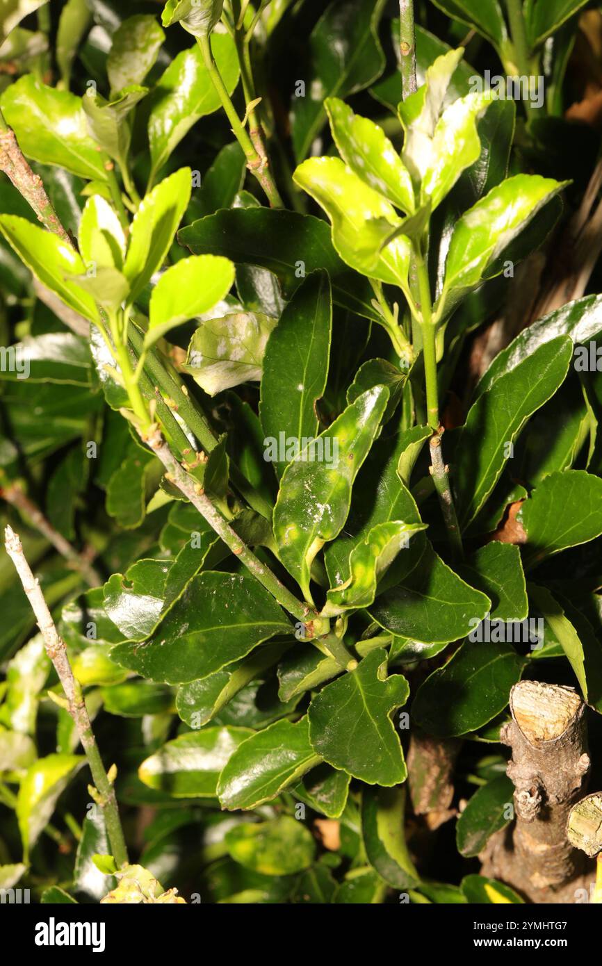 Japanese spindle tree (Euonymus japonicus Stock Photo - Alamy