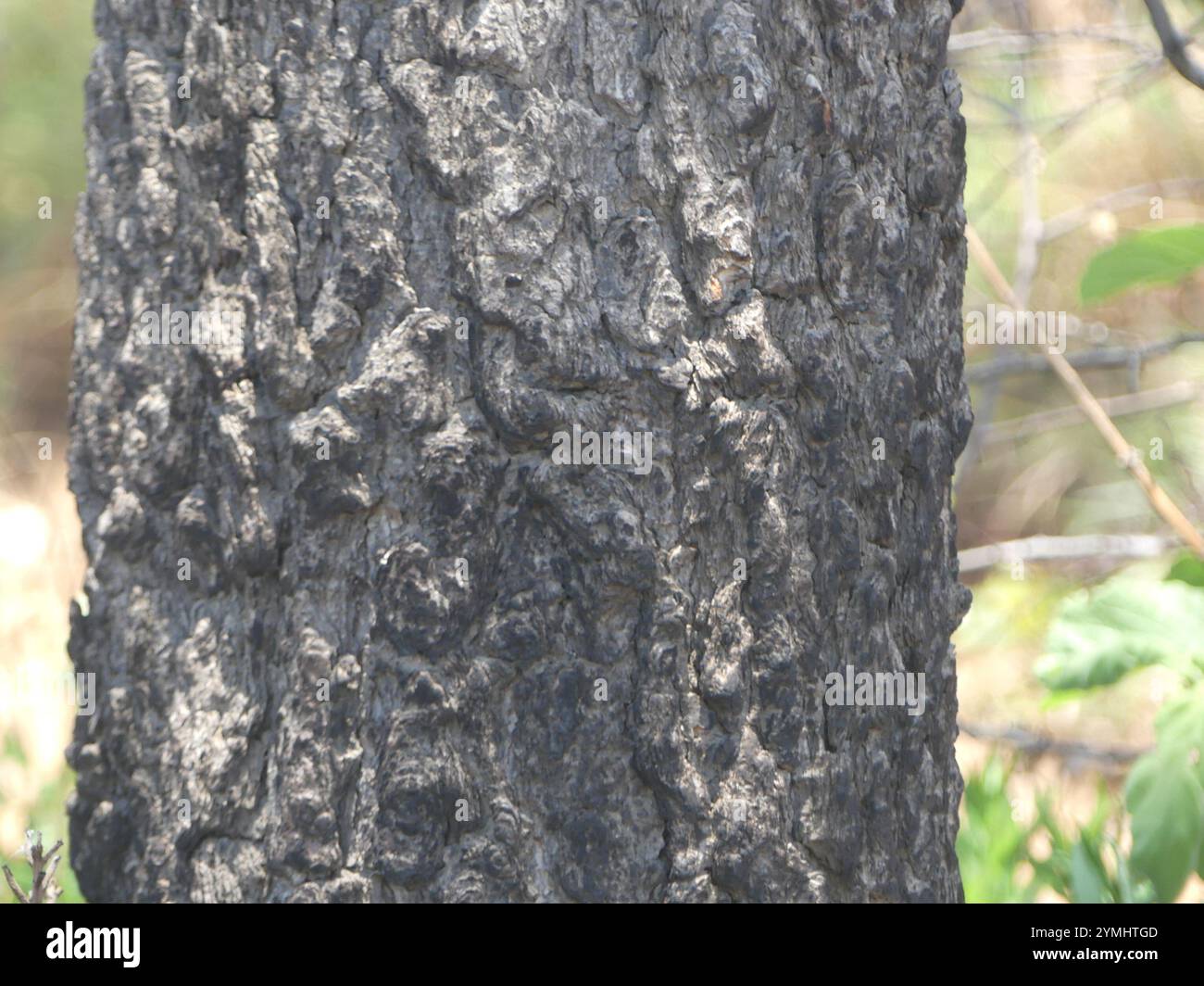 wild syringa (Burkea africana Stock Photo - Alamy