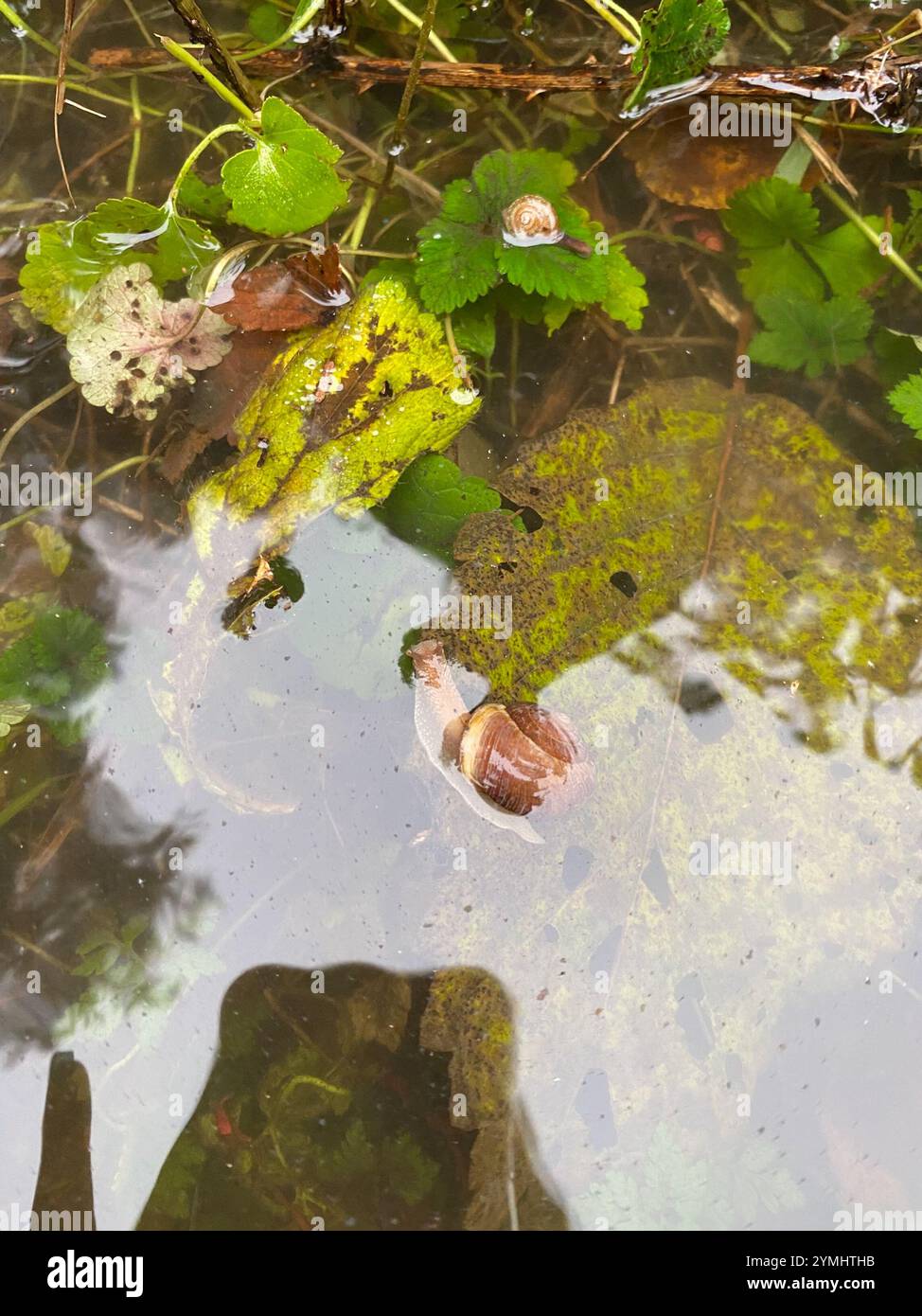 Oregon forestsnail (Allogona townsendiana Stock Photo - Alamy
