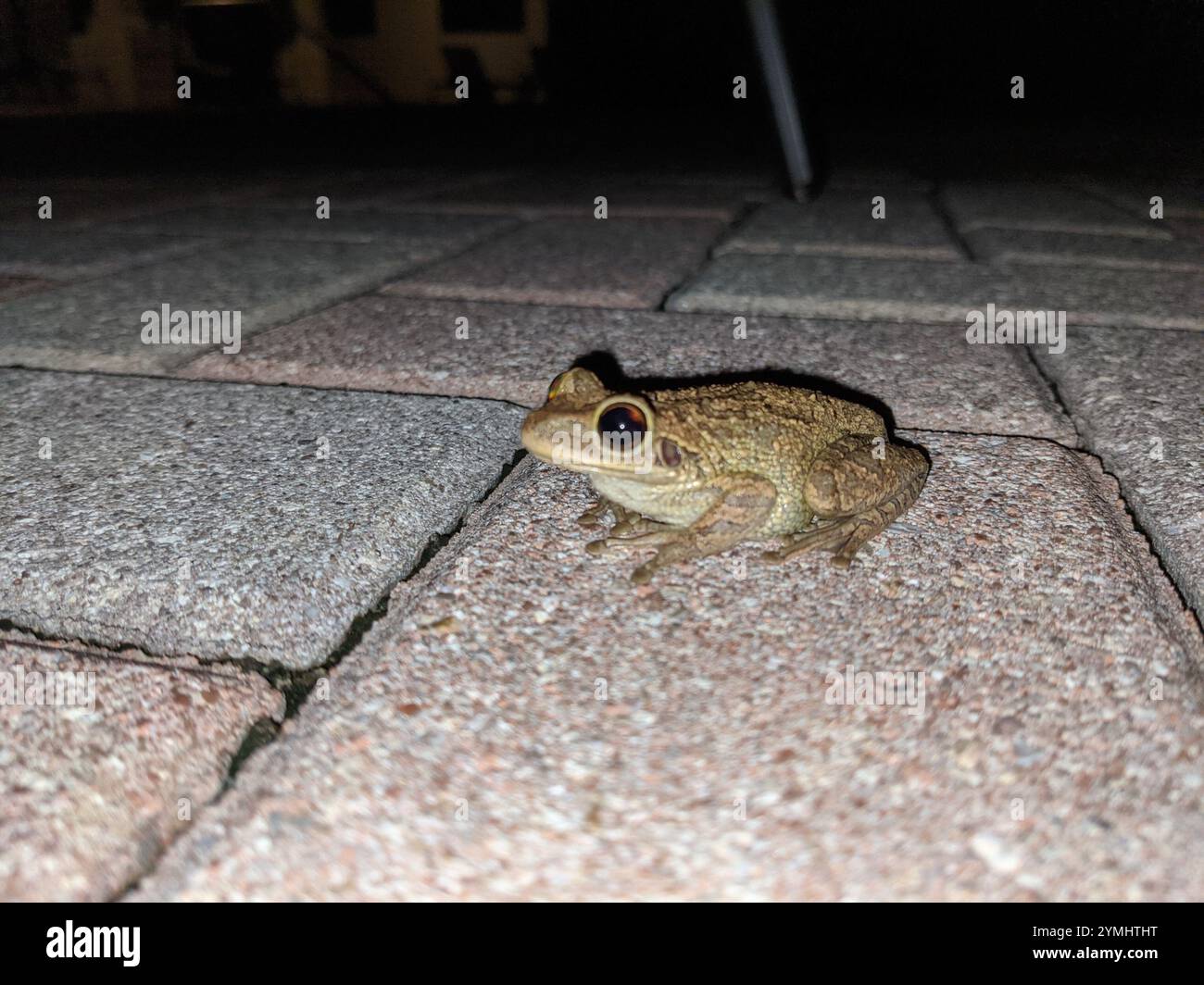 Cuban Tree Frog (Osteopilus septentrionalis Stock Photo - Alamy