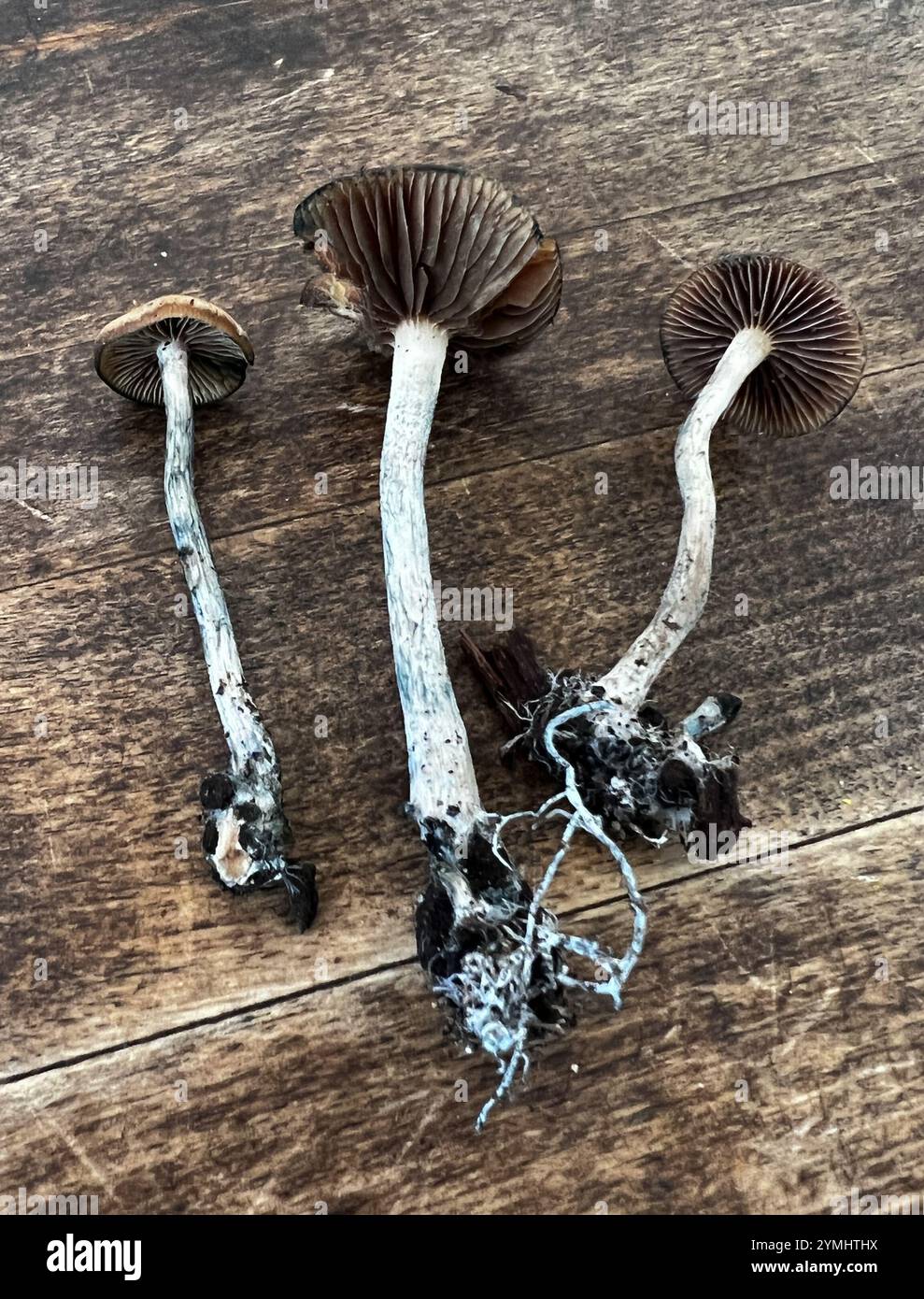 Wavy Cap (Psilocybe cyanescens Stock Photo - Alamy