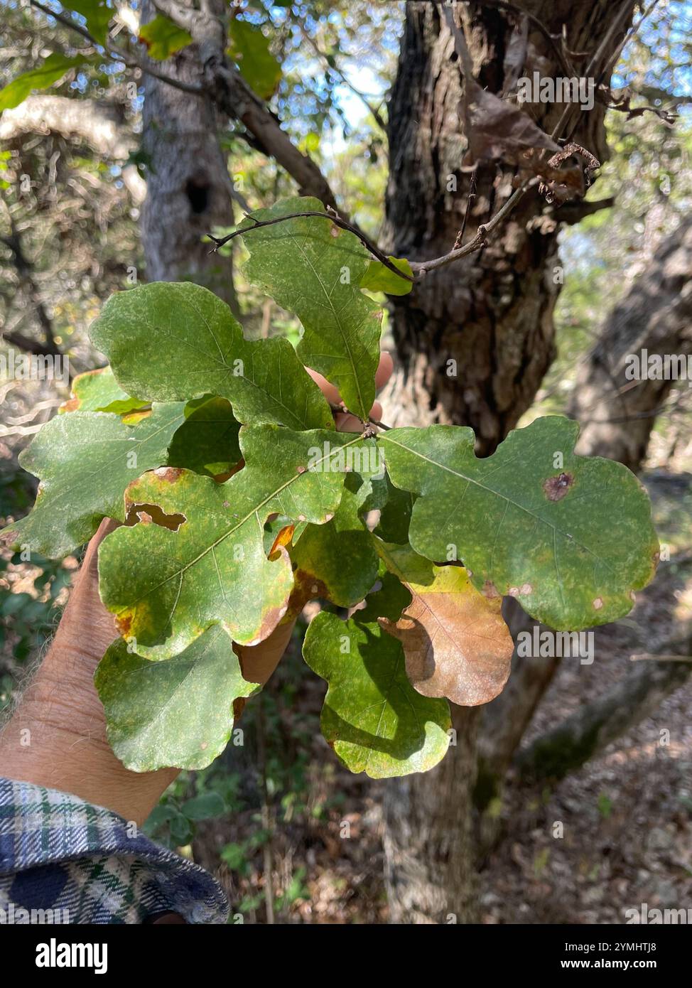 Shin oak hi-res stock photography and images - Alamy