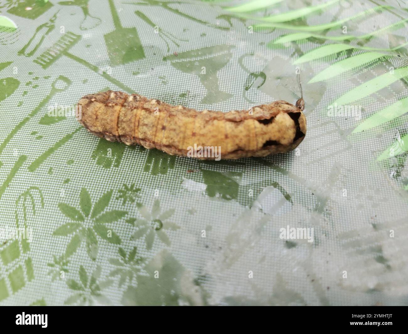 Cutworms and Dart Moths (Noctuinae Stock Photo - Alamy