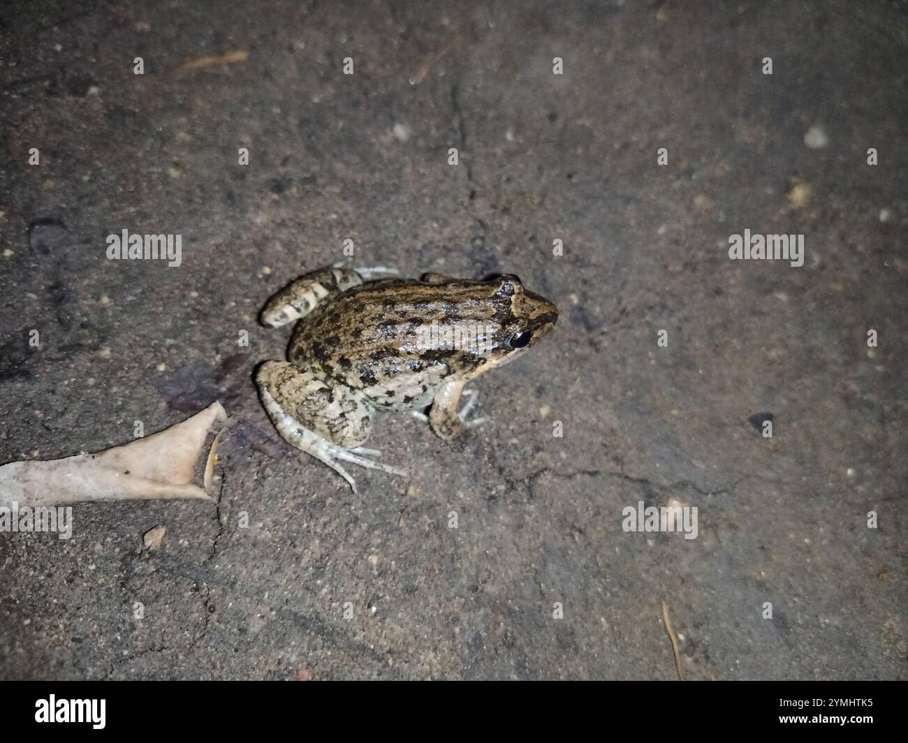 Sabinal Frog (Leptodactylus melanonotus Stock Photo - Alamy