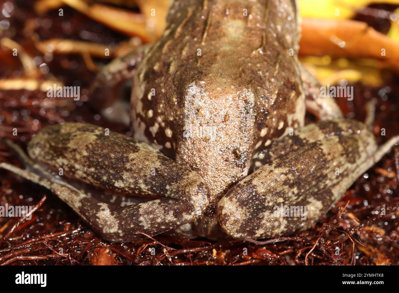 River Frogs (Amietia Stock Photo - Alamy