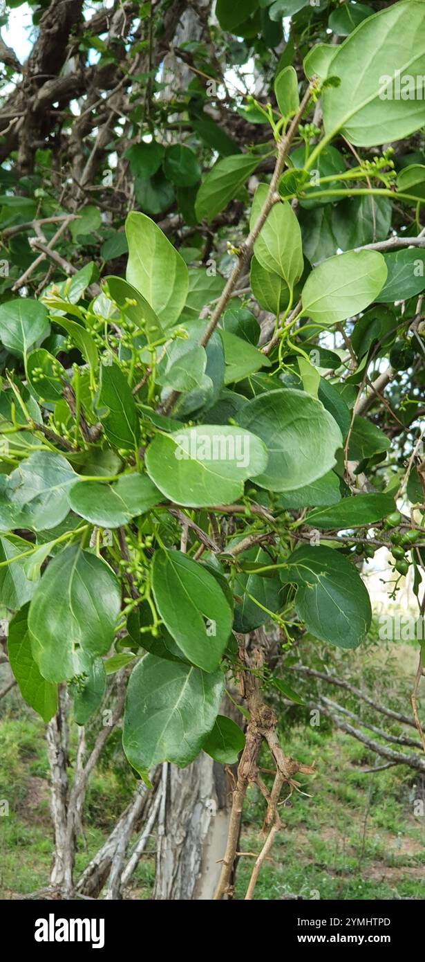 Cordia dichotoma hi-res stock photography and images - Alamy