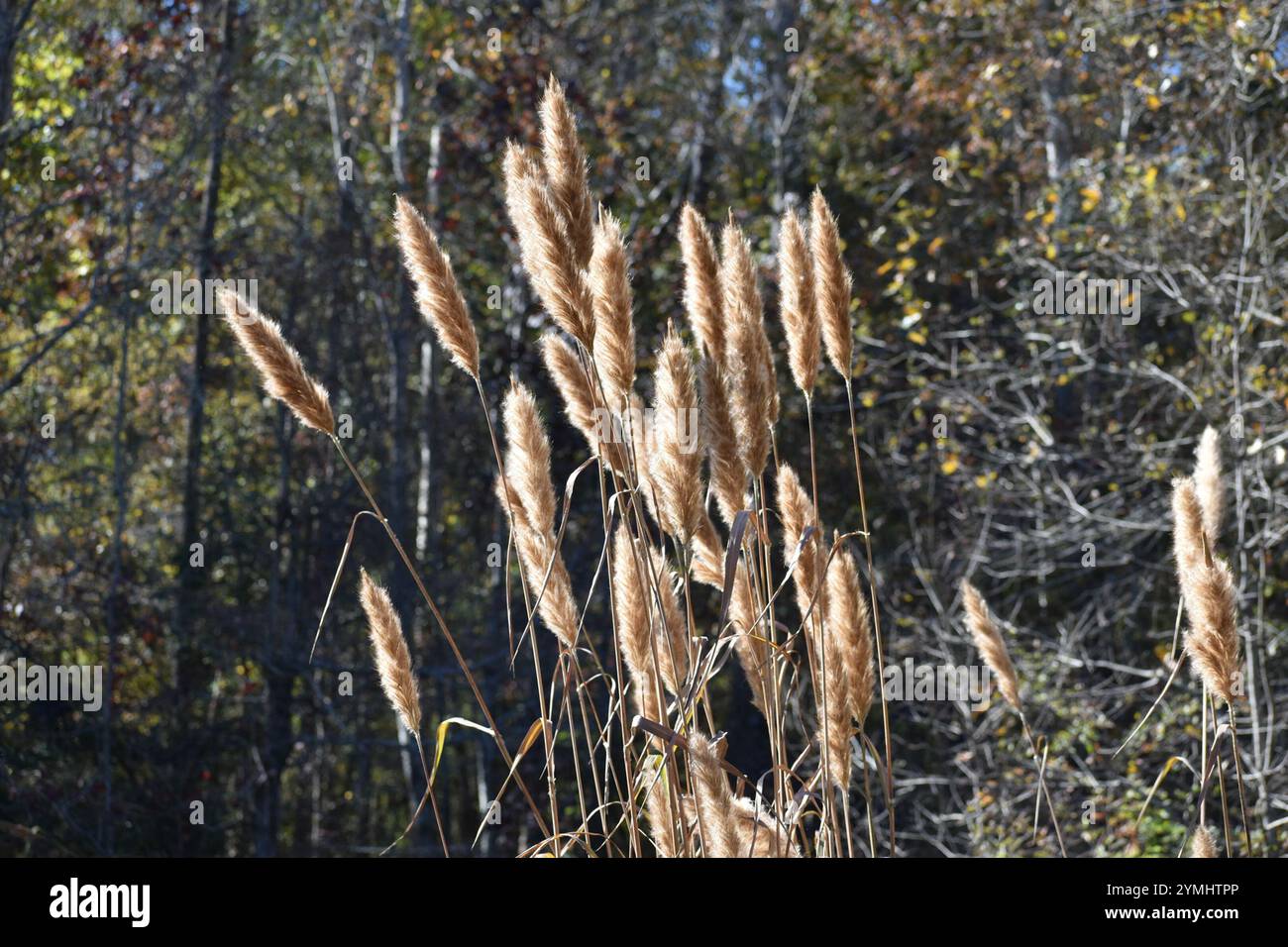 sugarcane plumegrass (Erianthus giganteus Stock Photo - Alamy