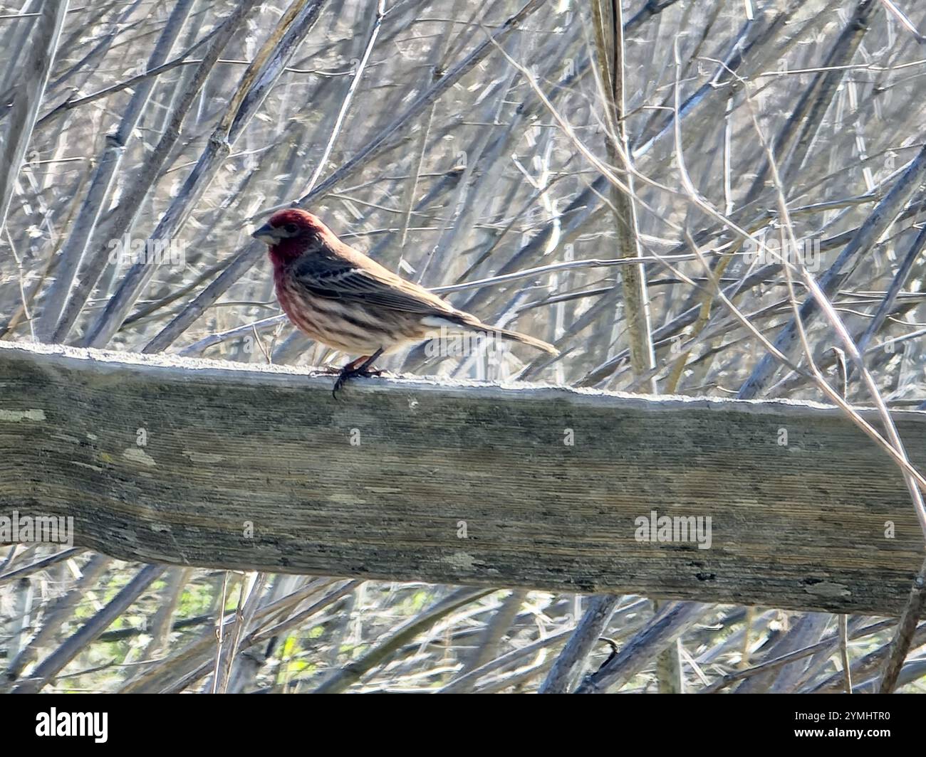 House Finch (Haemorhous mexicanus Stock Photo - Alamy