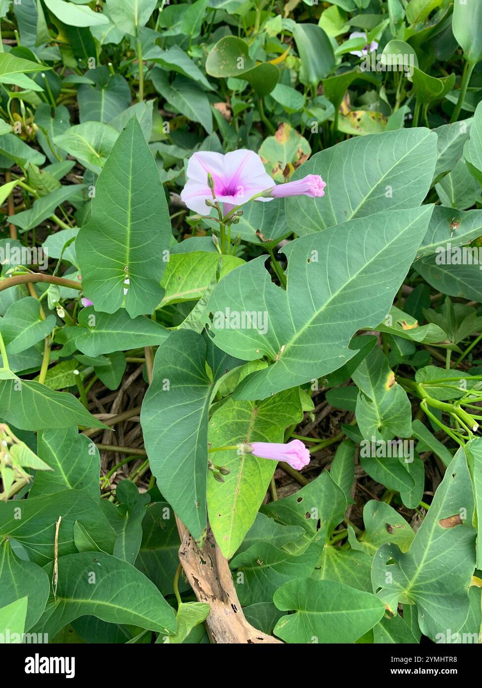 Water Morning Glory (Ipomoea aquatica Stock Photo - Alamy