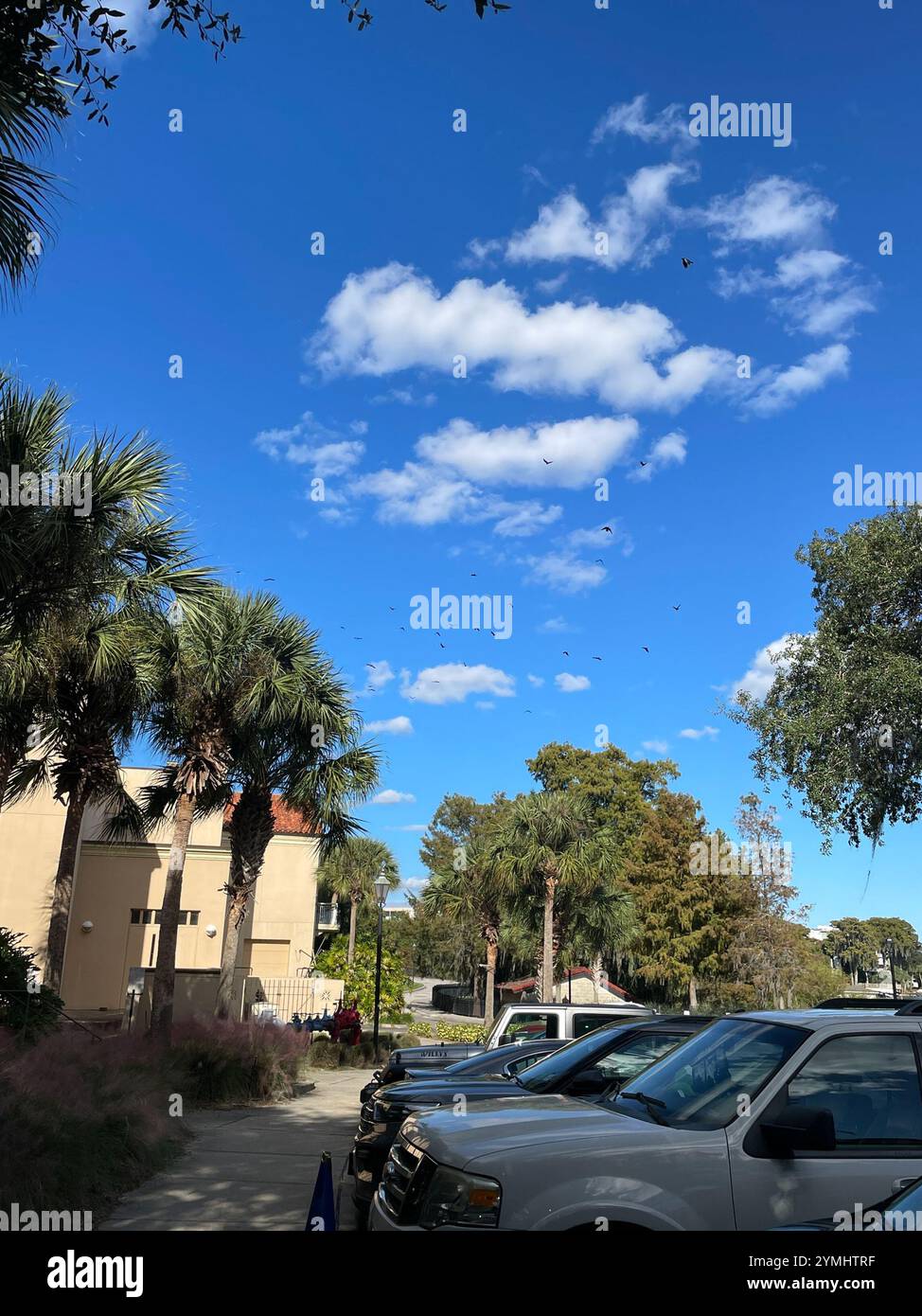 Fish Crow (Corvus ossifragus Stock Photo - Alamy