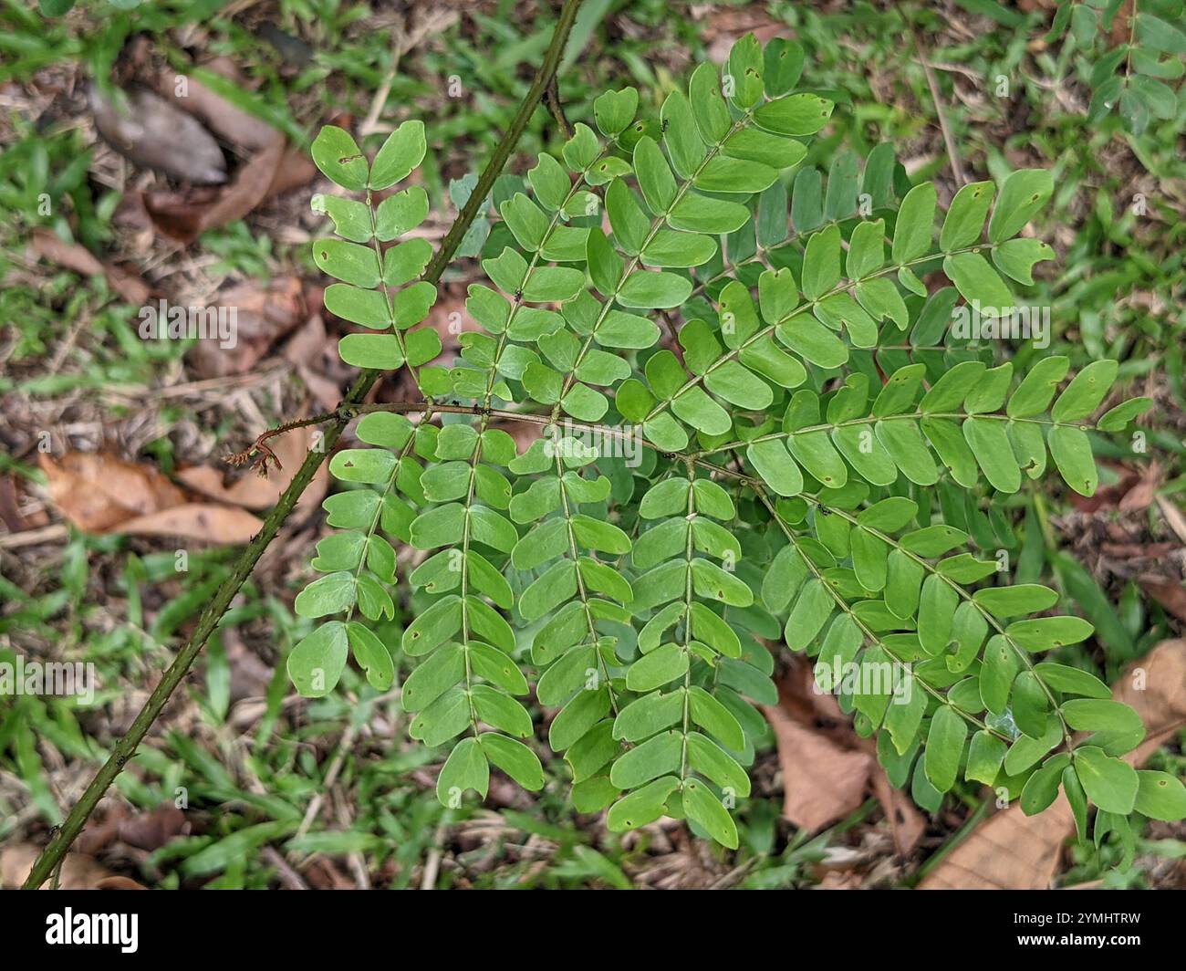 Subfamily caesalpinioideae hi-res stock photography and images - Alamy