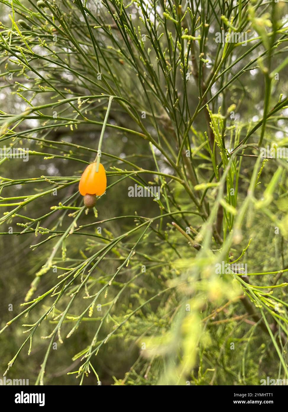 Exocarpos cupressiformis hi-res stock photography and images - Alamy