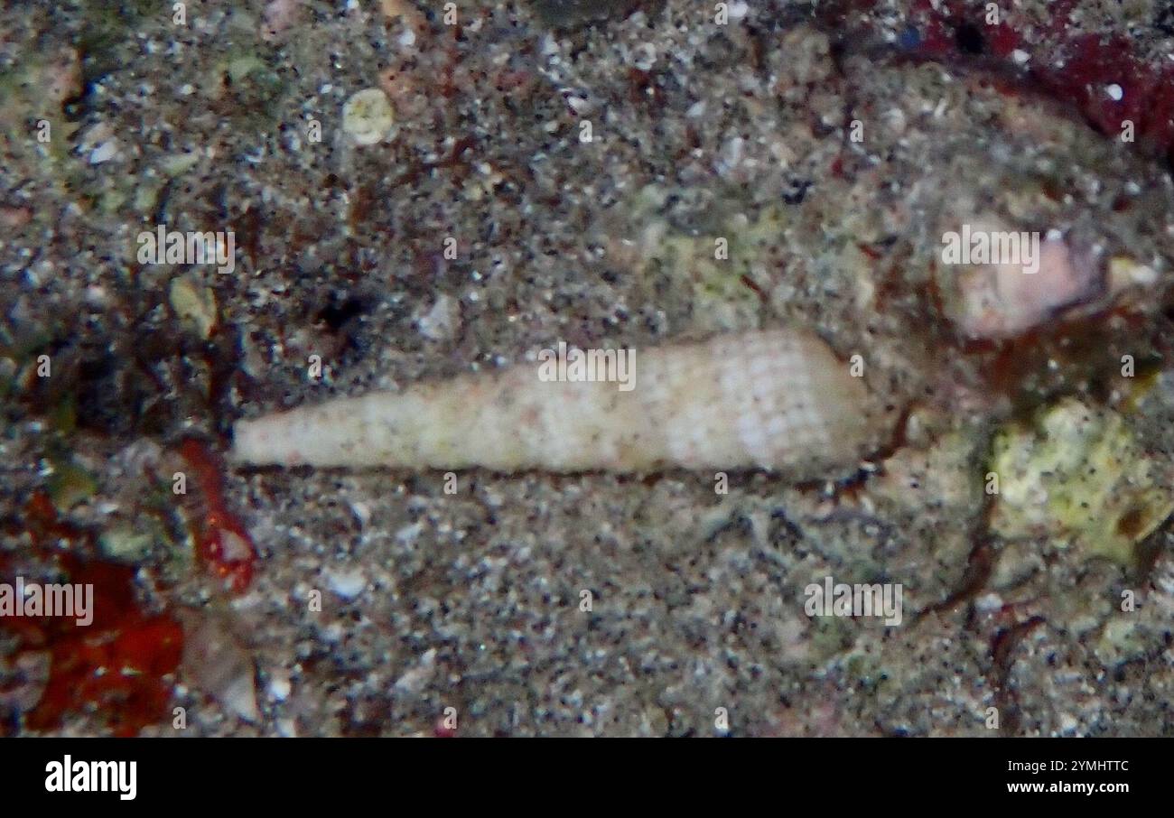 Auger Shells (Terebridae Stock Photo - Alamy