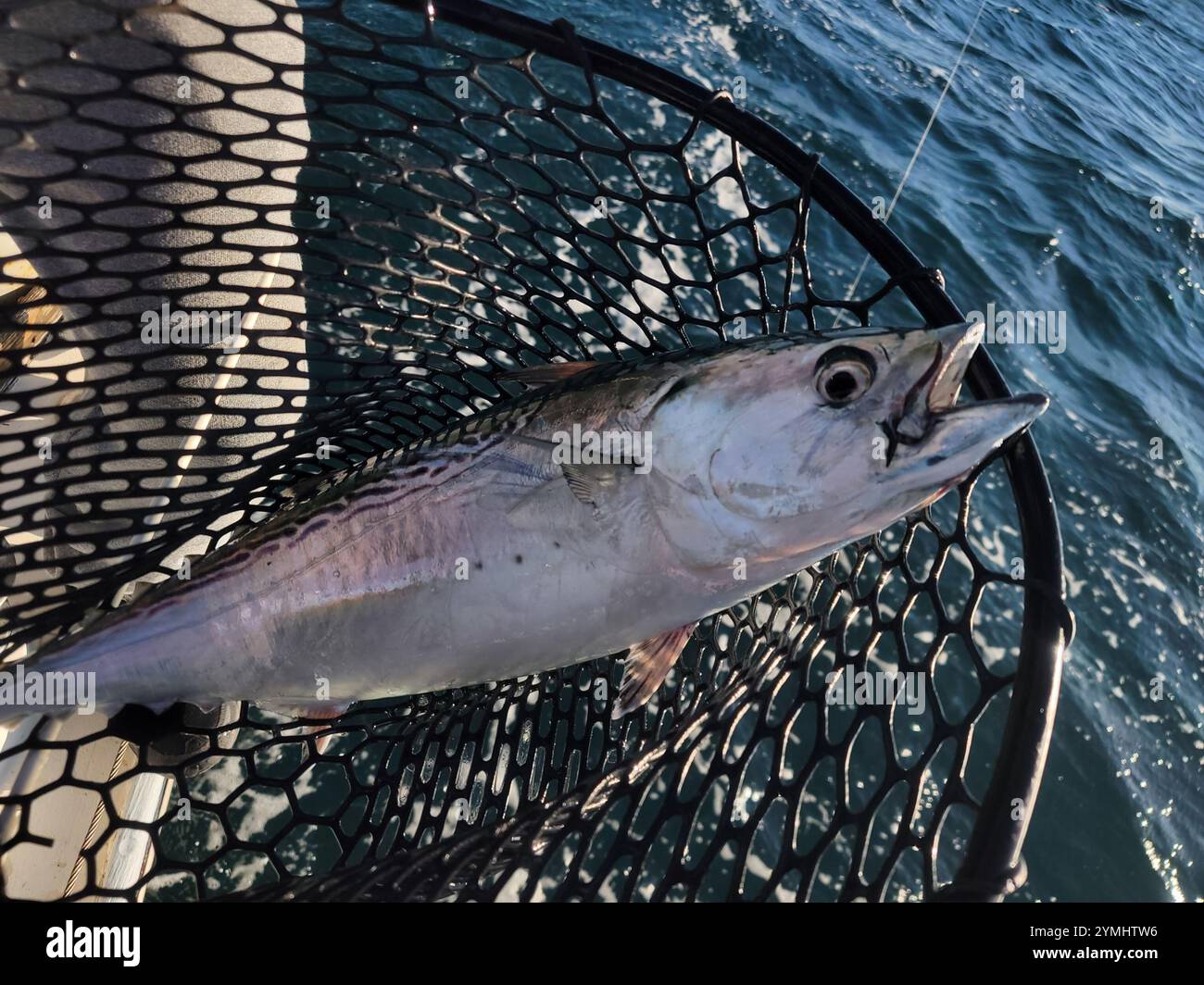 Little tunny hi-res stock photography and images - Alamy