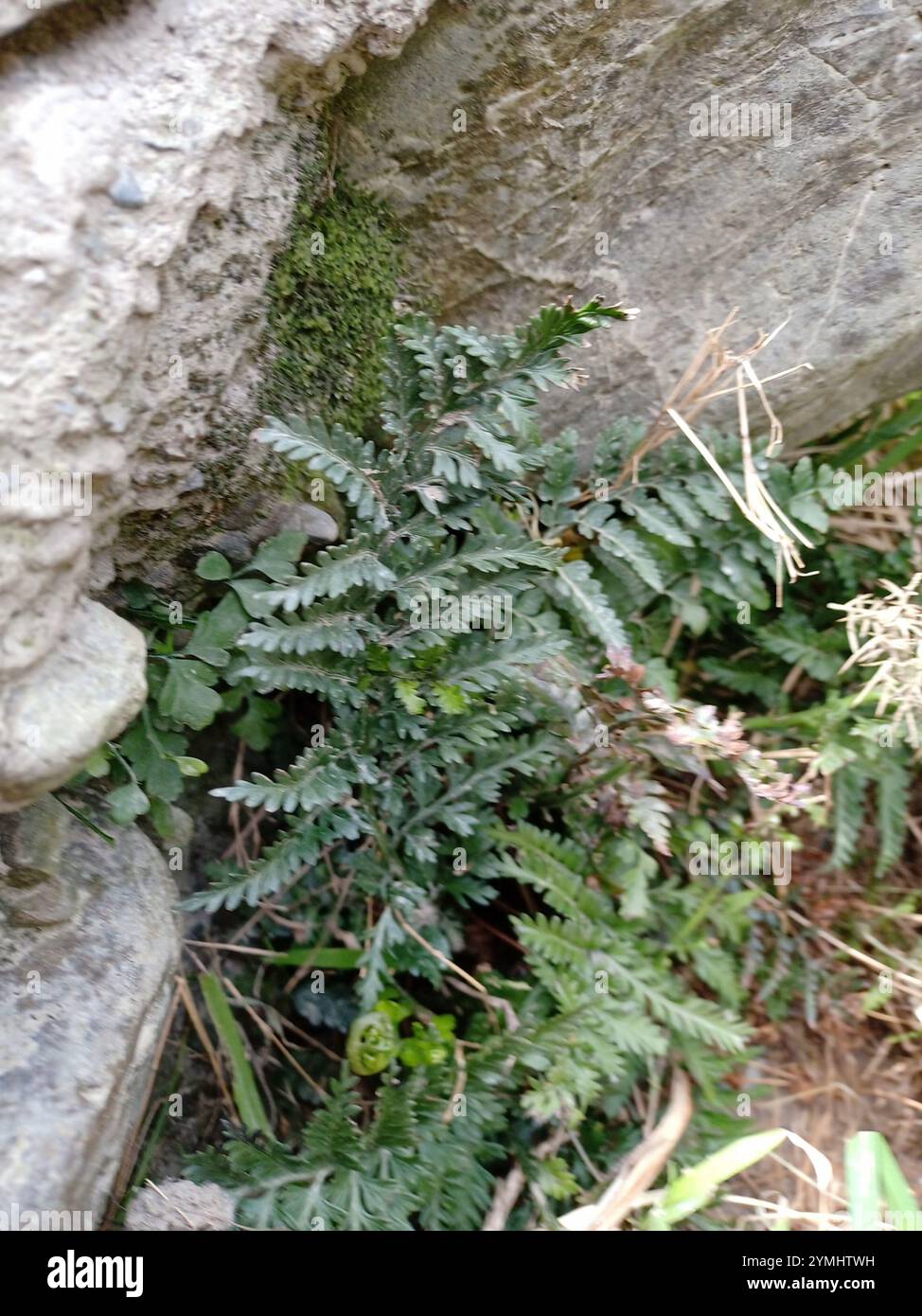 Ground Spleenwort (Asplenium appendiculatum Stock Photo - Alamy