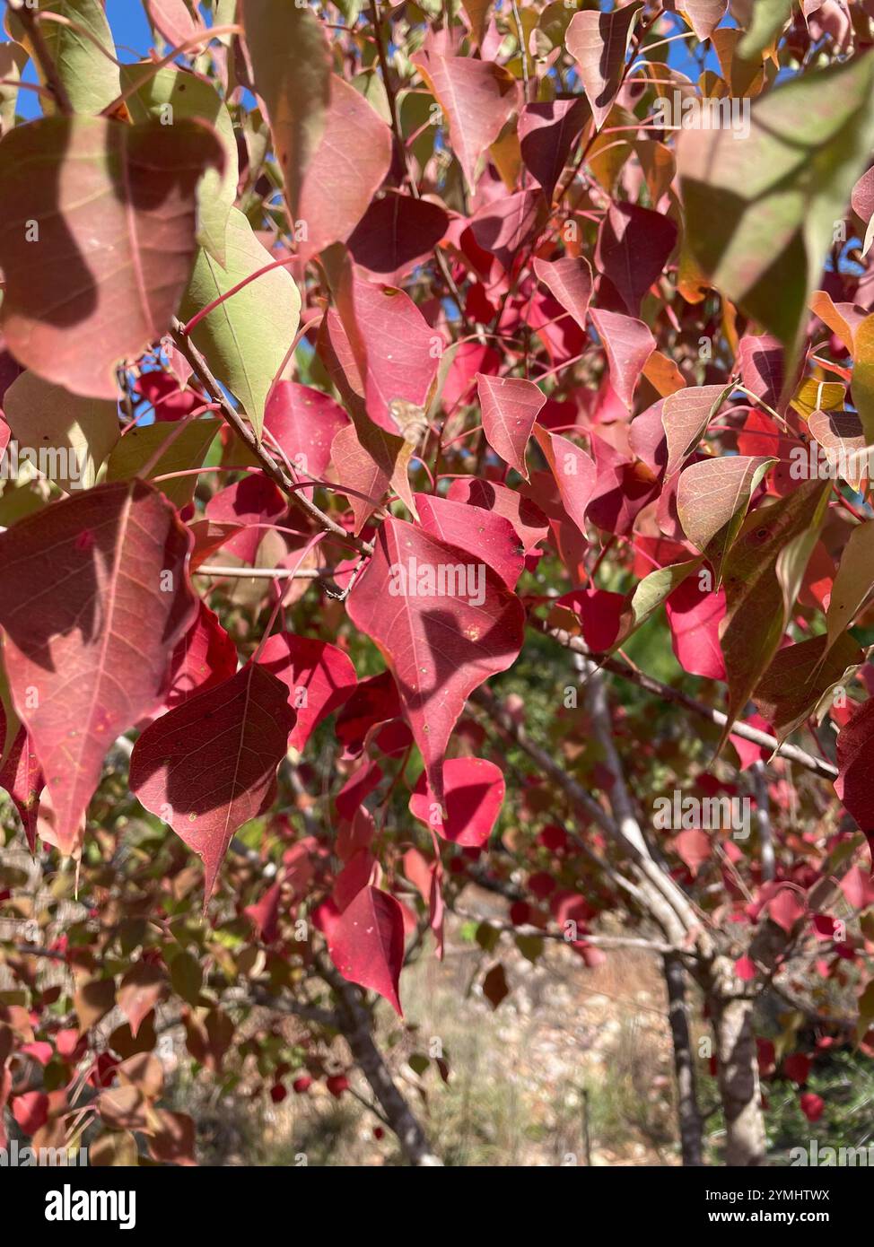 Chinese Tallow (Triadica sebifera Stock Photo - Alamy