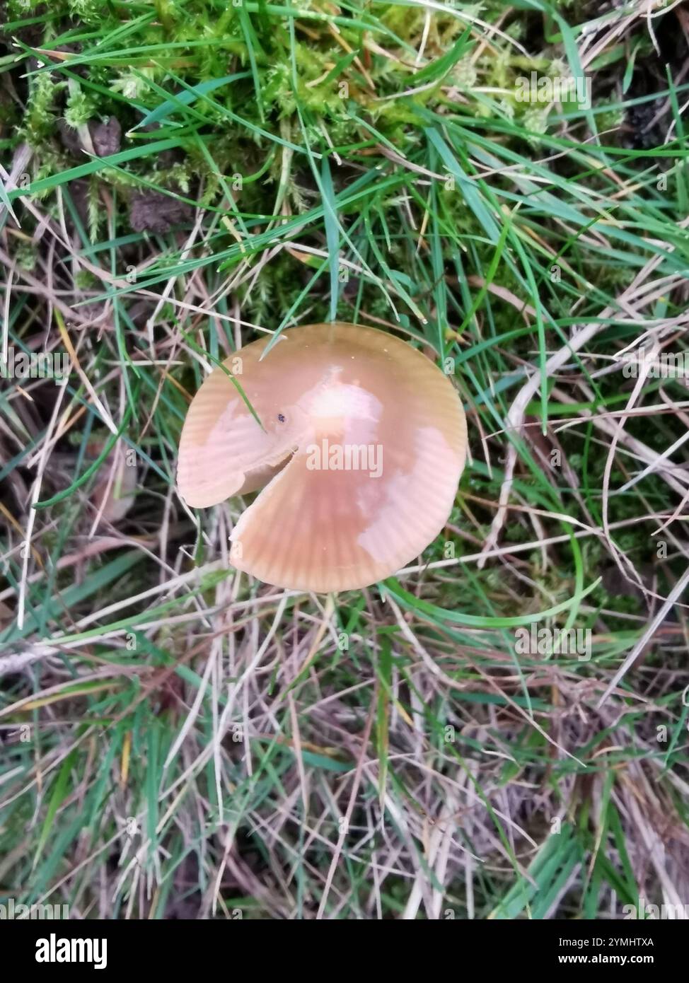 Parrot Mushroom (Gliophorus psittacinus Stock Photo - Alamy